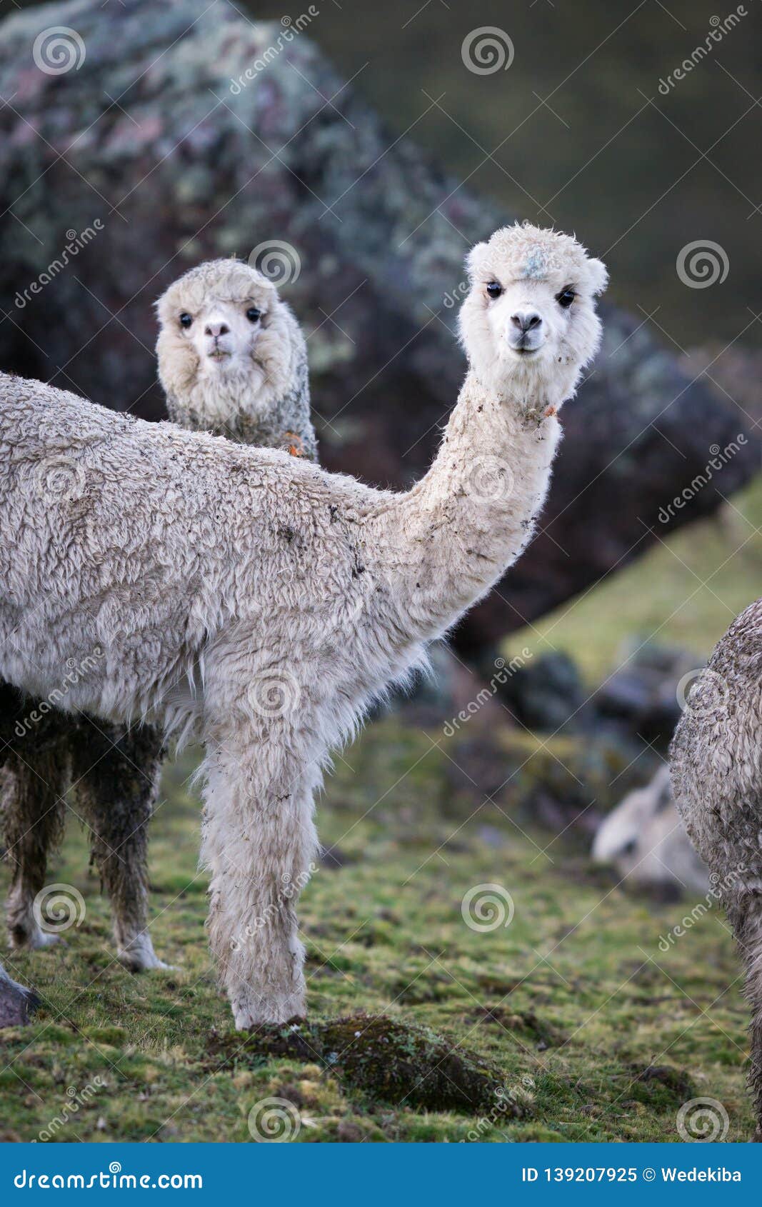Two White Alpacas on Mountain in Peru Stock Image - Image of viewer ...