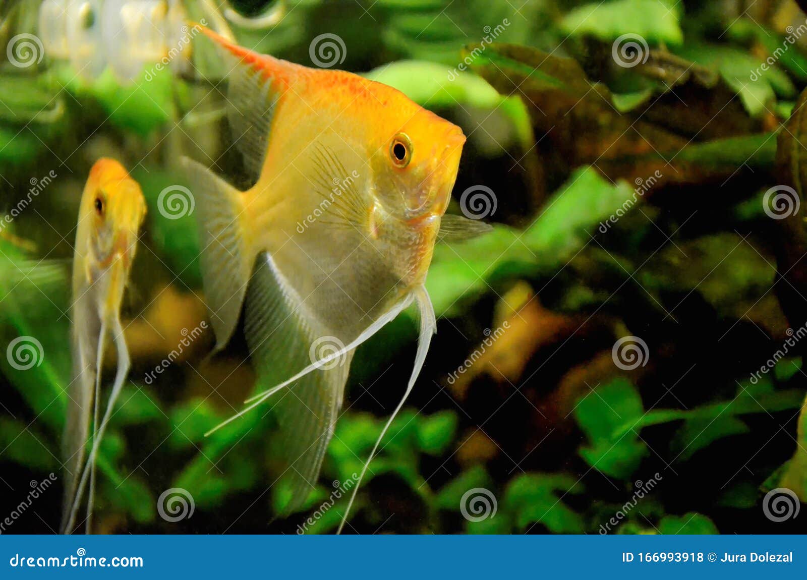 Two White Angelfish in Aquarium with Green Plants, Pterophyllum Stock ...