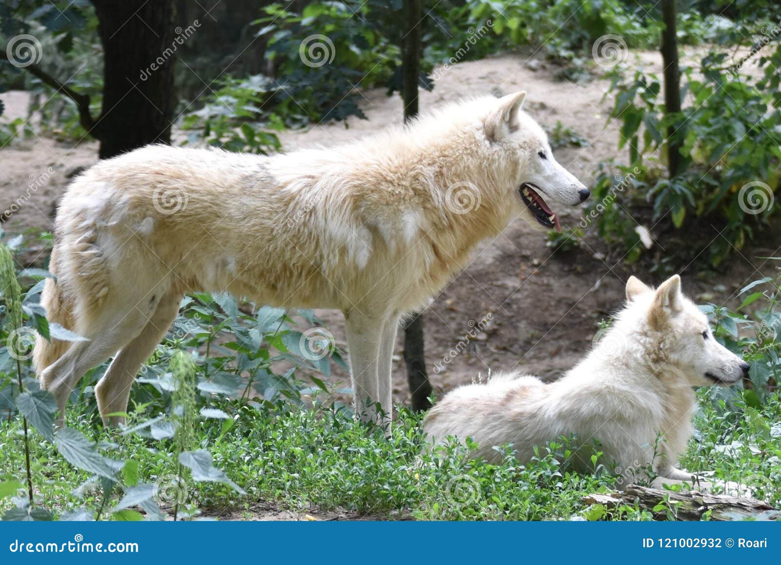 Two White Arctic Wolves in the Forest Stock Photo - Image of predator ...
