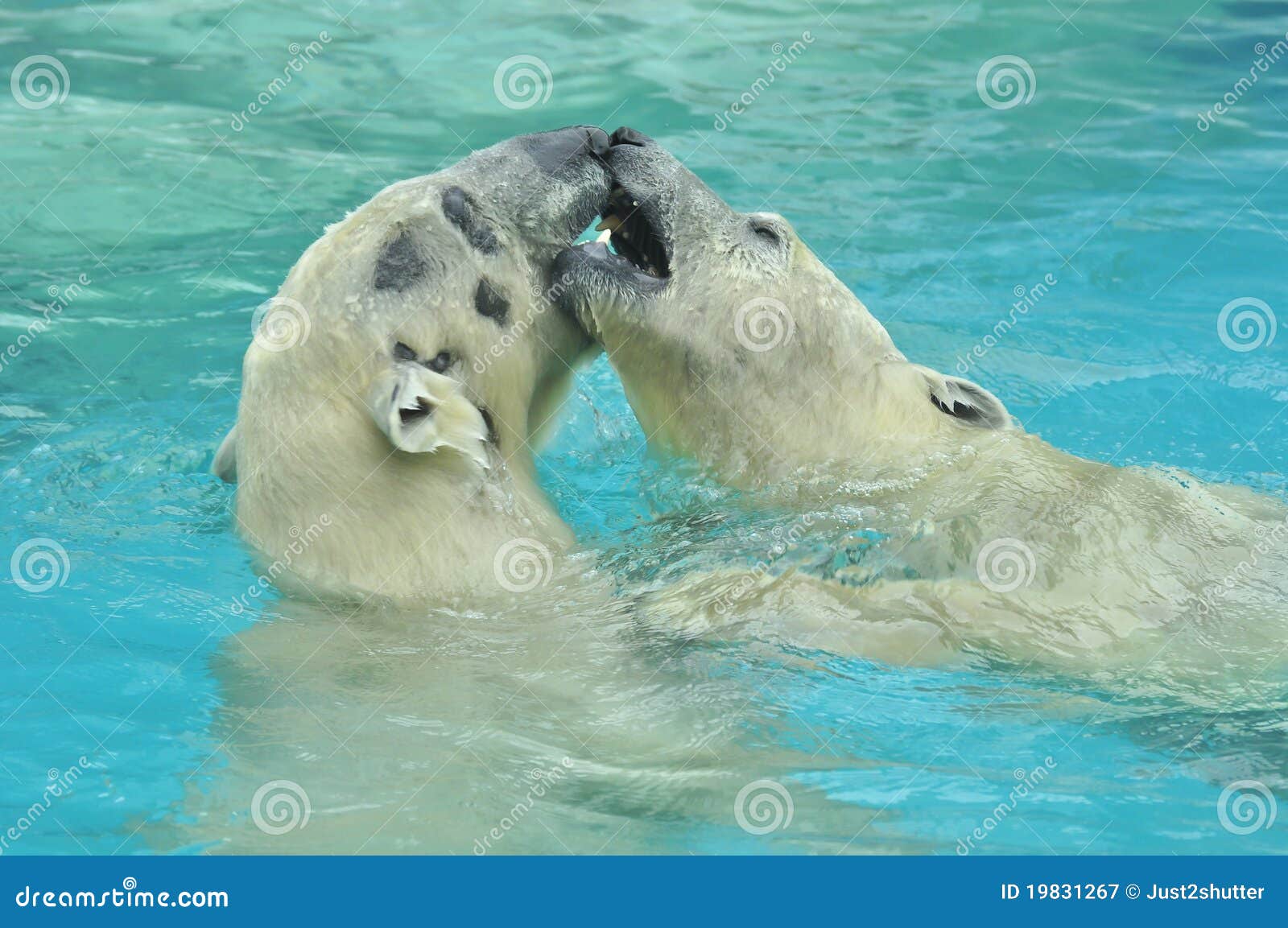 Two White Bears Play in the Cold Water Stock Image - Image of winter ...