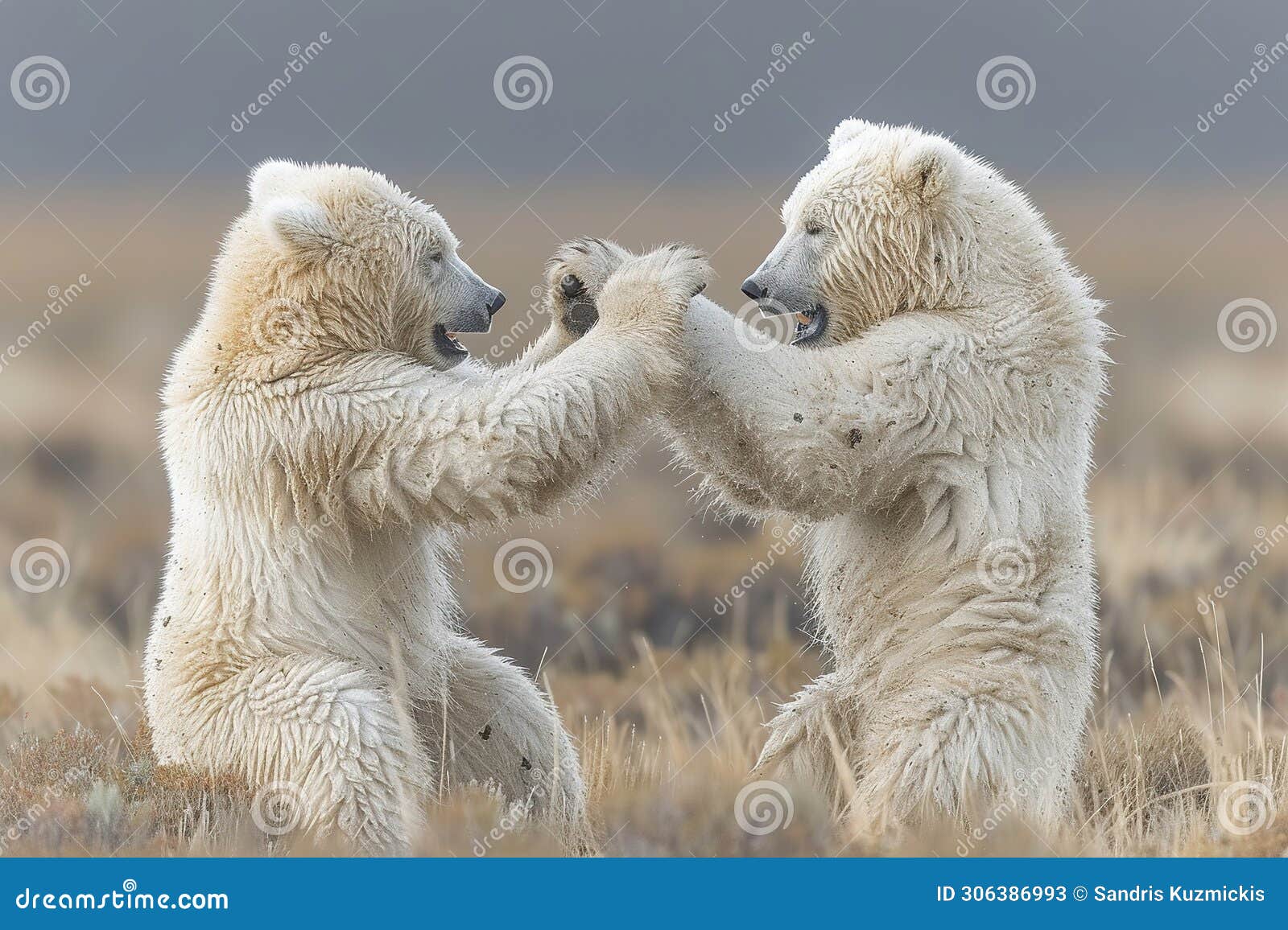 Two White Bears Playing Together. Generative AI Stock Illustration ...