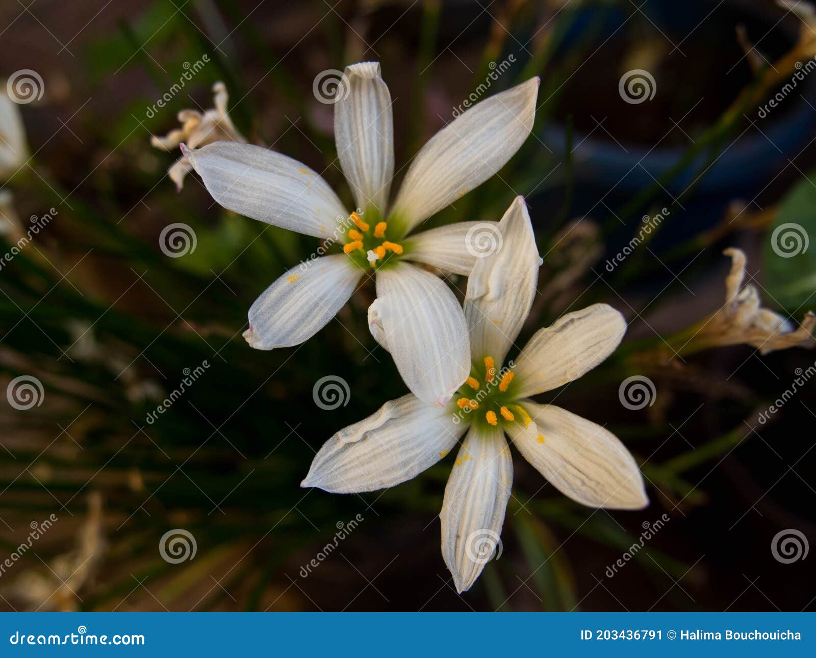 Two White Beautiful Flowers or Roses Stock Image - Image of camera ...