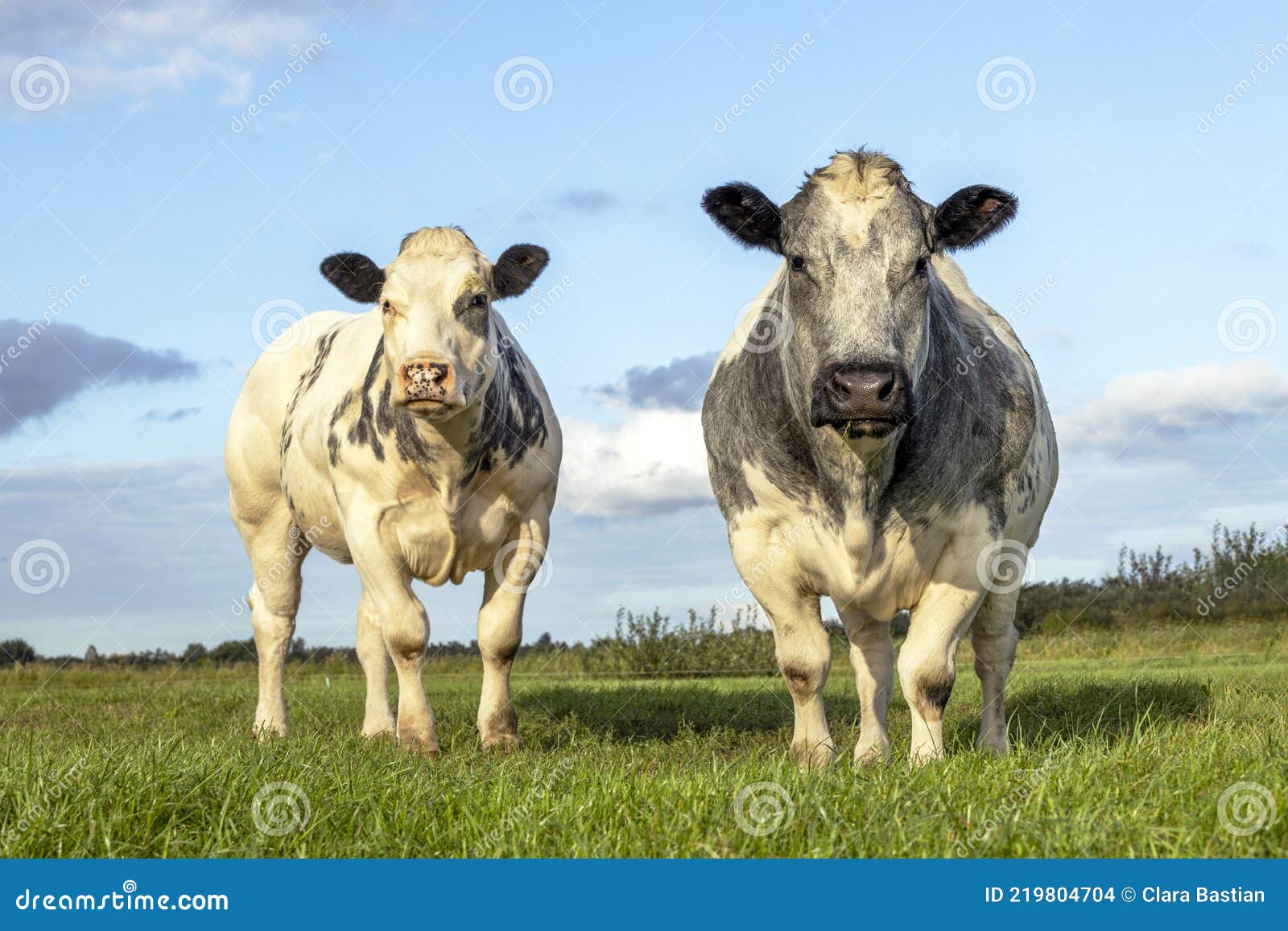 Two White Beef Cows, Meat Cattle Looking and Standing Upright Side by ...