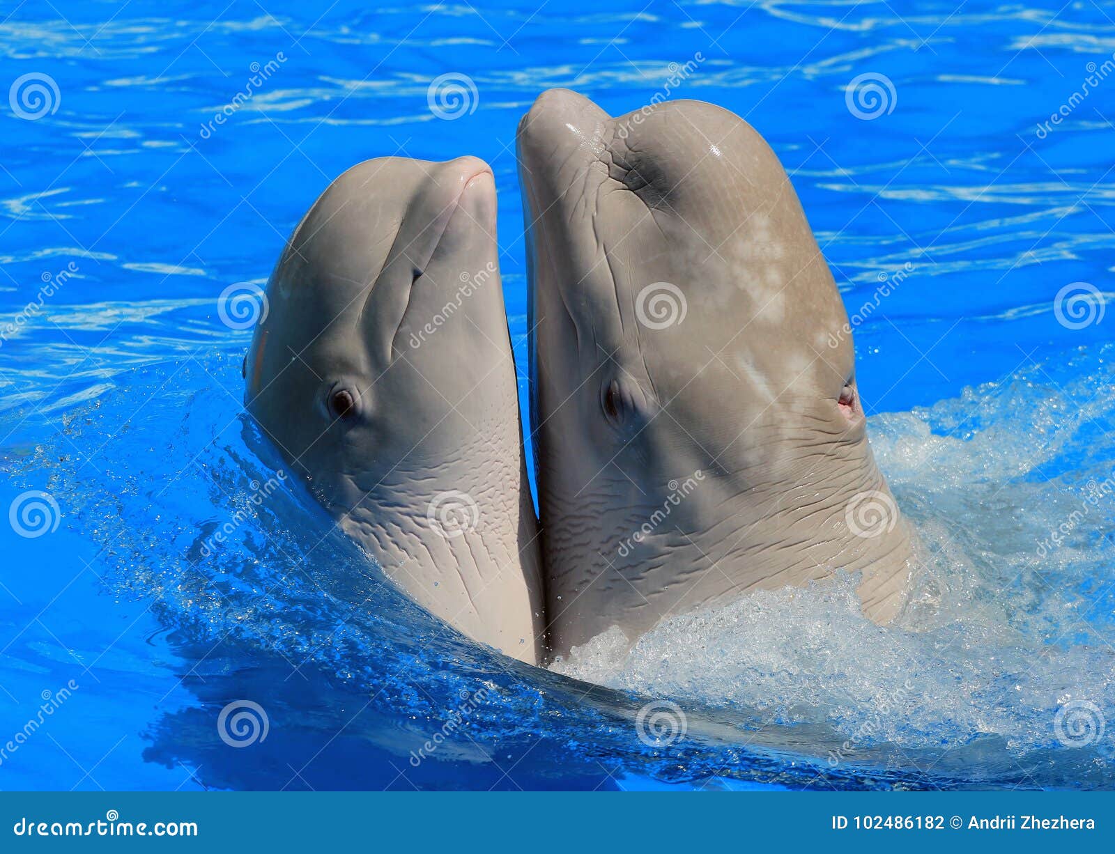 Two White Beluga Whales in a Pool Stock Photo - Image of water, aqua ...