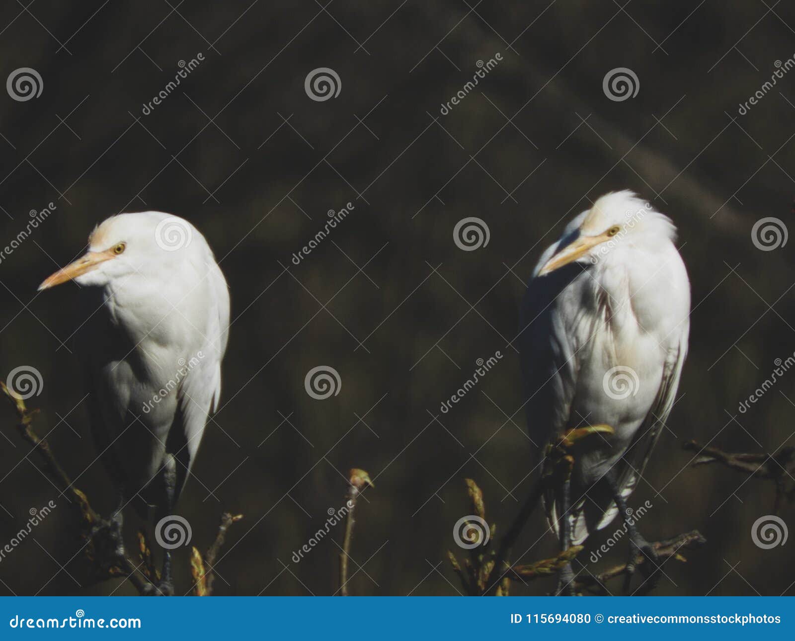 Two White Birds Picture. Image: 115694080