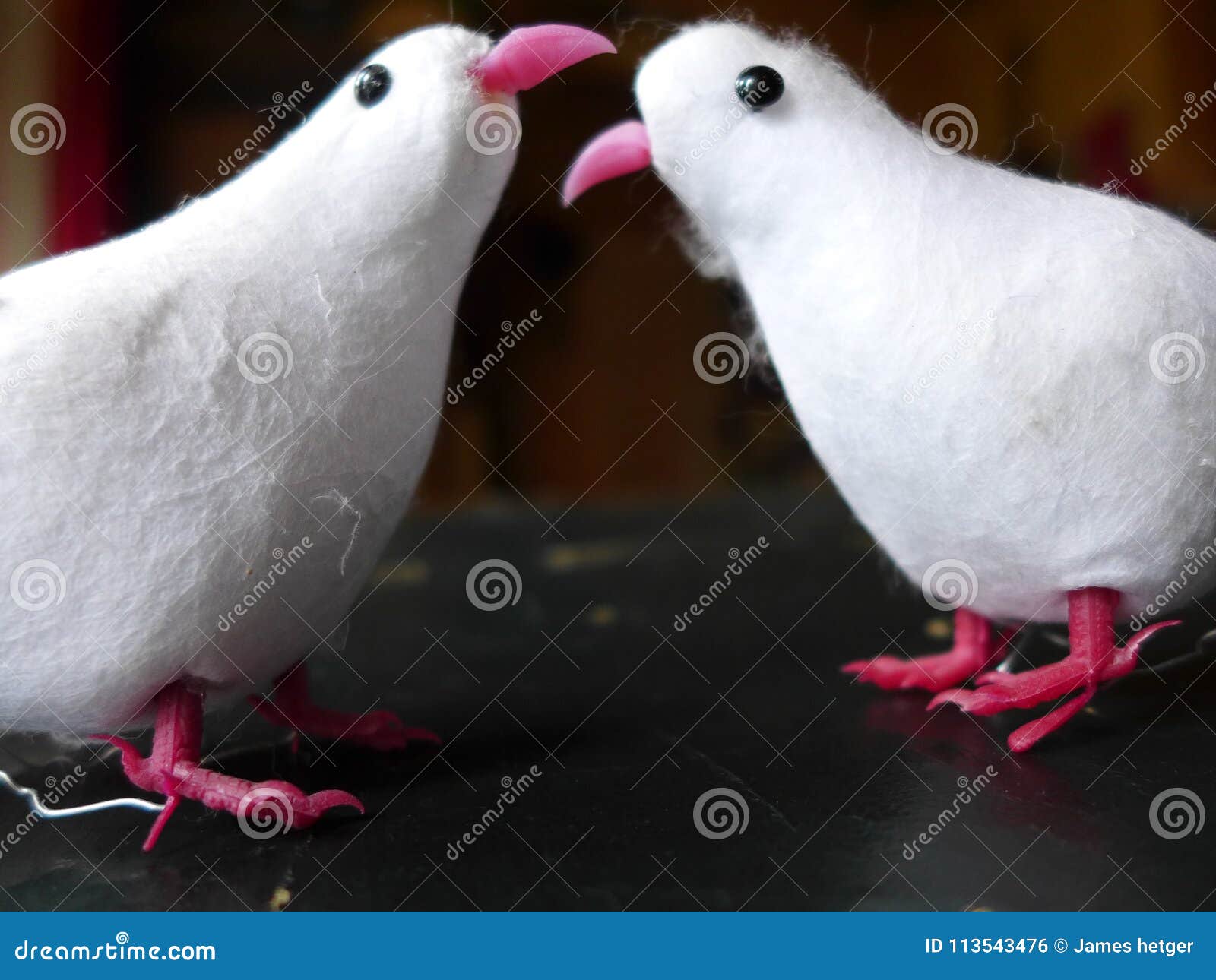 Two White Birds Chit-chatting Stock Photo - Image of chitchatting ...