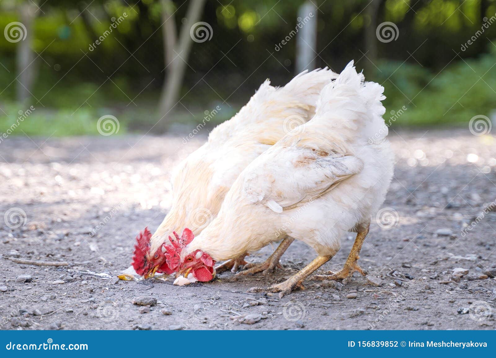 Boiled Chickens Hanging, Cooked Chicken Hanging, Chicken Bones, Chicken ...