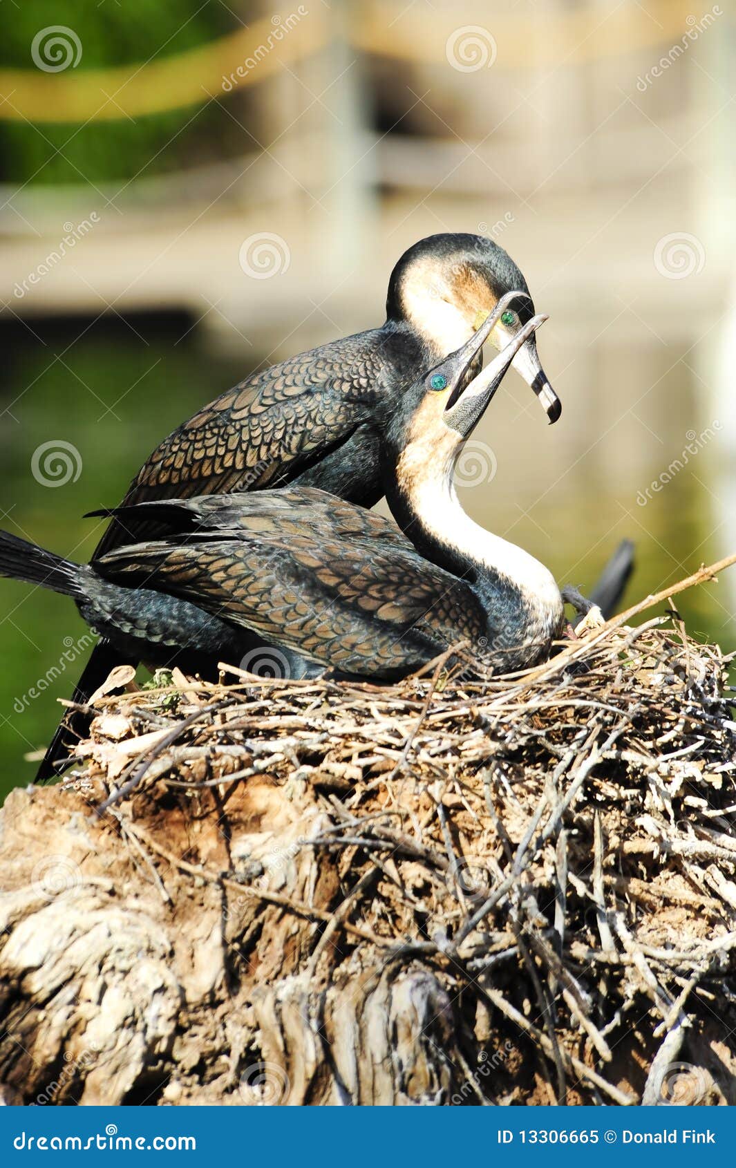 Two White Breasted Cormorants Stock Image - Image of family, nest: 13306665