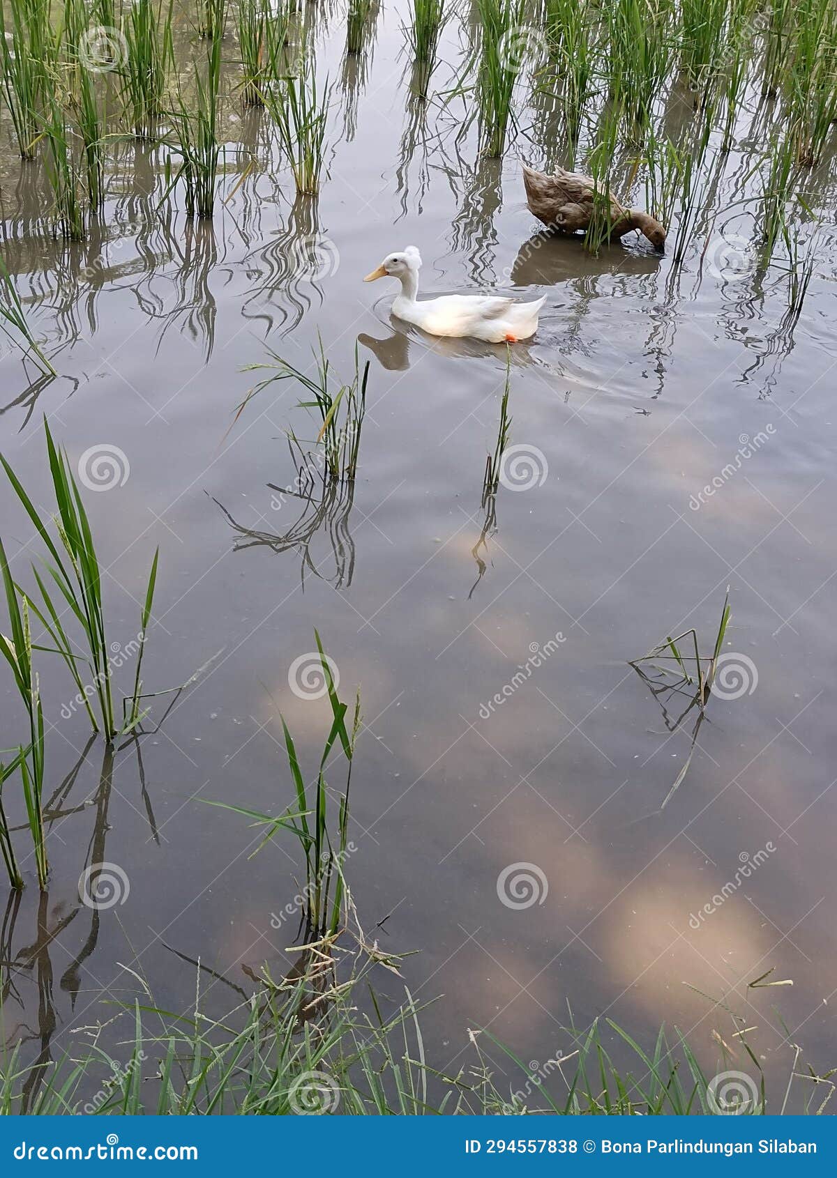 Two White and Brown Ducks Playing in the Water in the Rice Field Stock ...