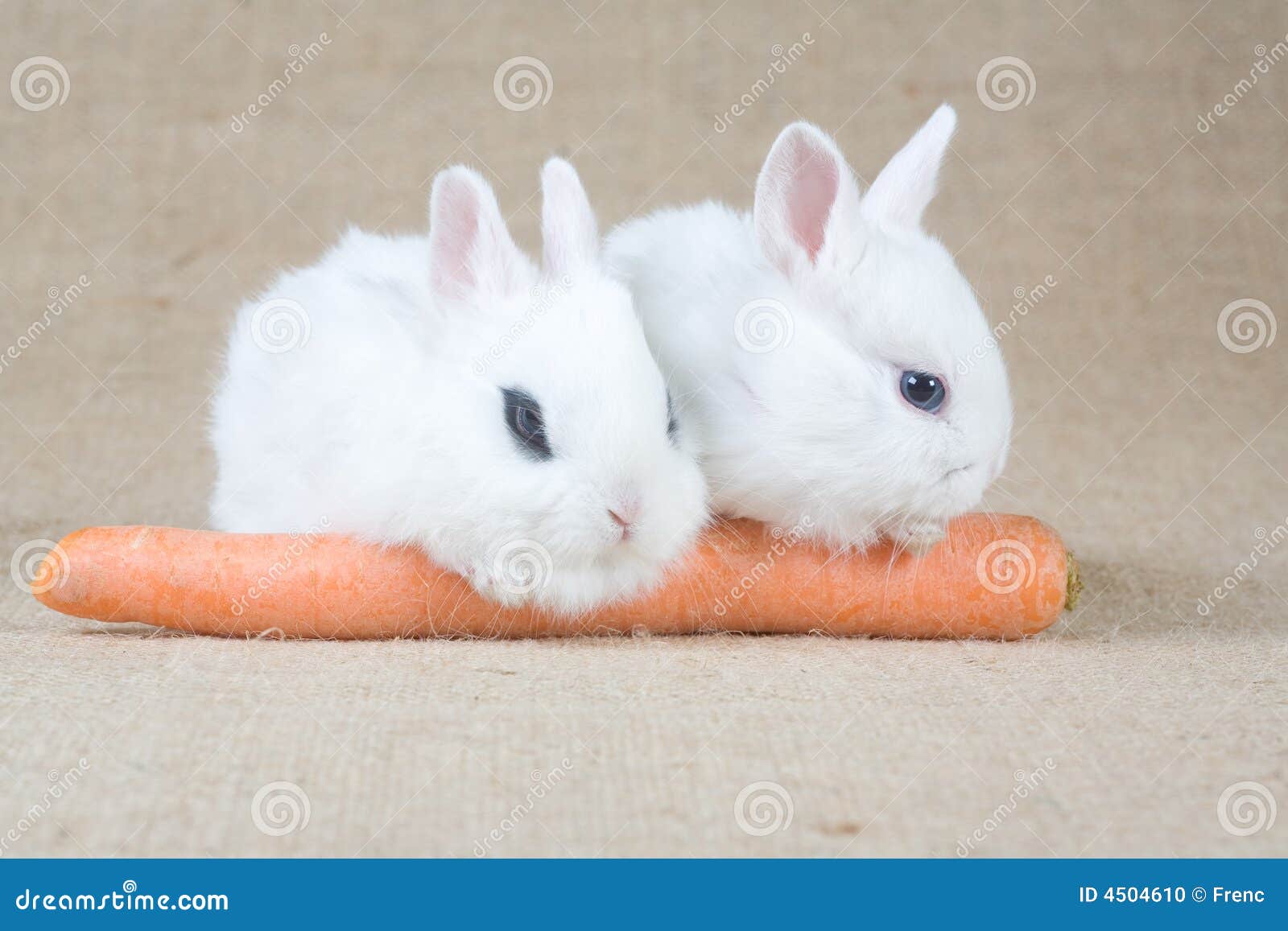 Two White Bunny and a Carrot Stock Photo - Image of little, tiny: 4504610