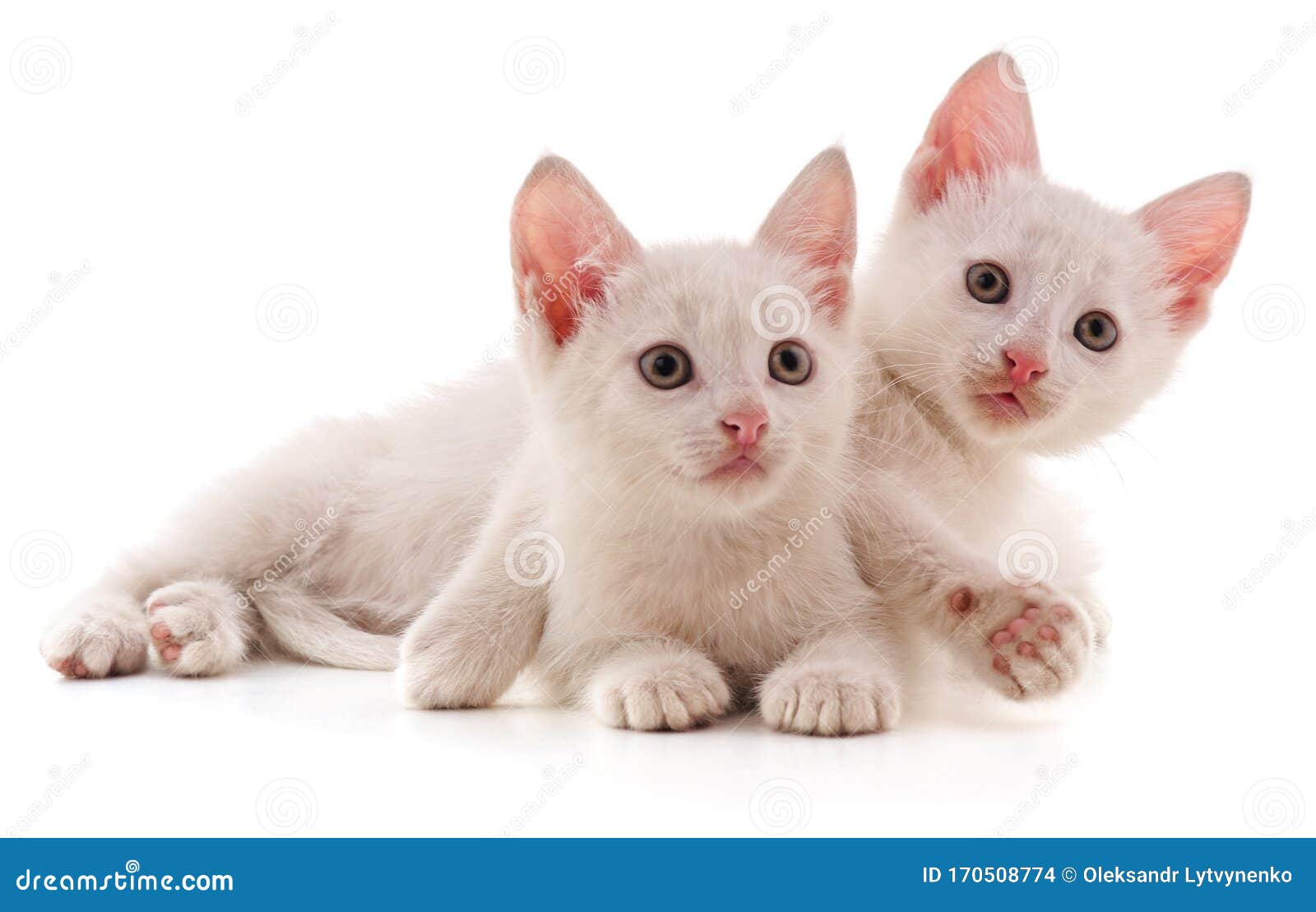 Two white cat stock photo. Image of british, baby, pets - 170508774