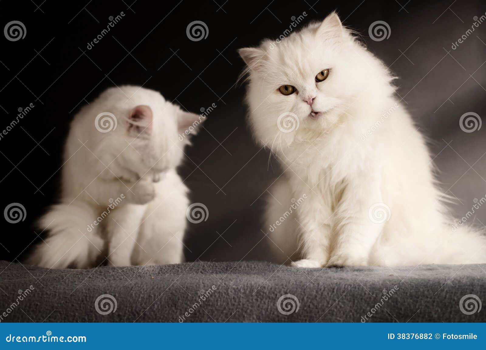 Two white cats stock photo. Image of fluffy, persian - 38376882