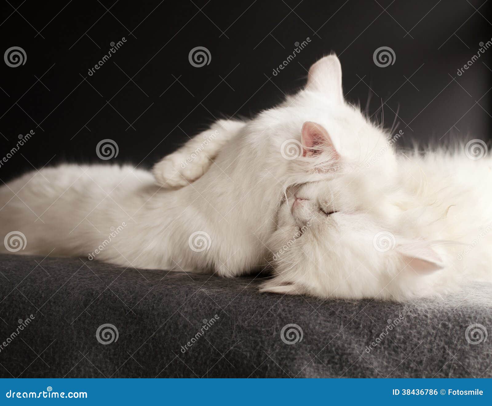Two white cats stock photo. Image of hair, funny, young - 38436786