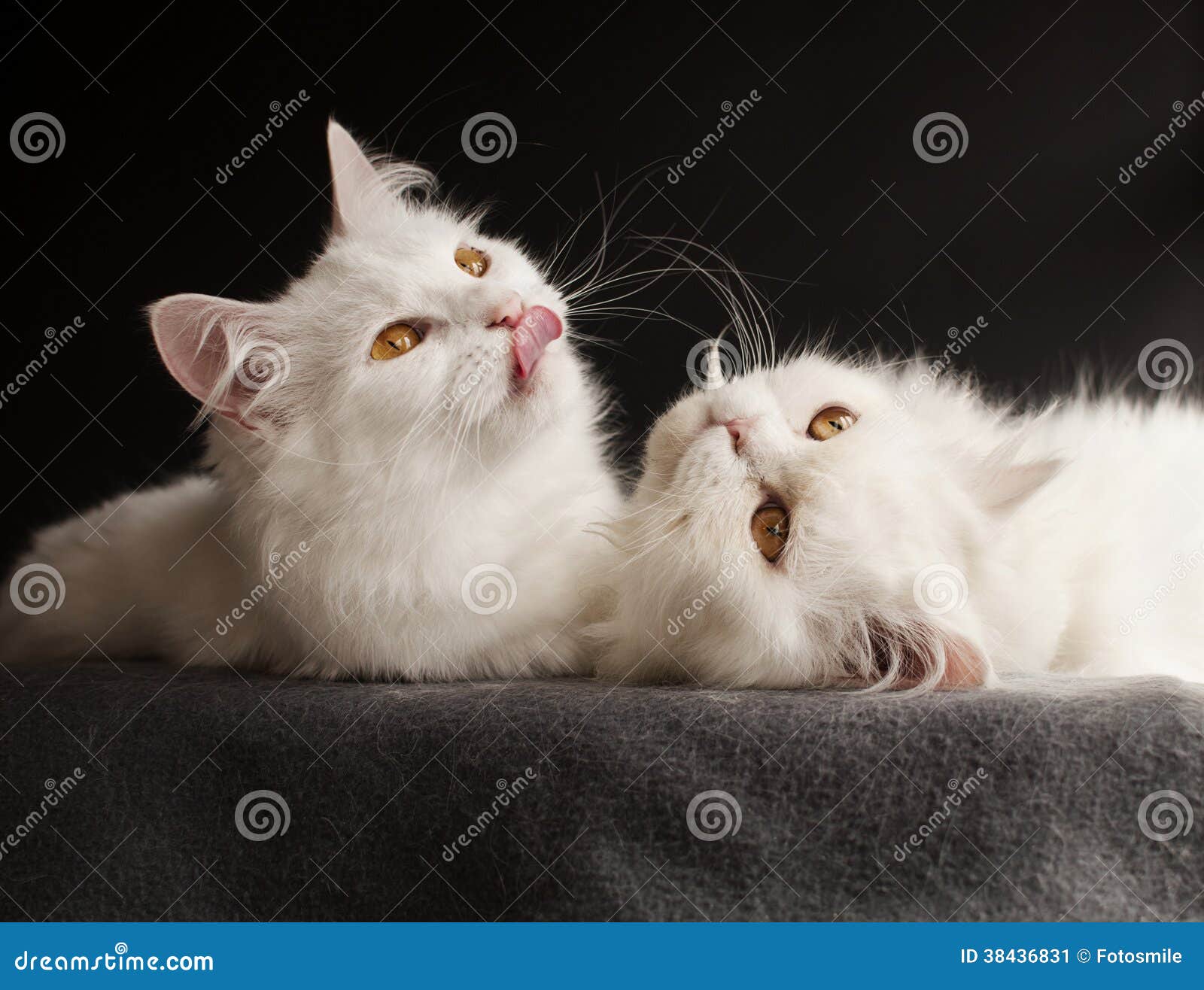 Two white cats stock image. Image of clean, beautiful - 38436831