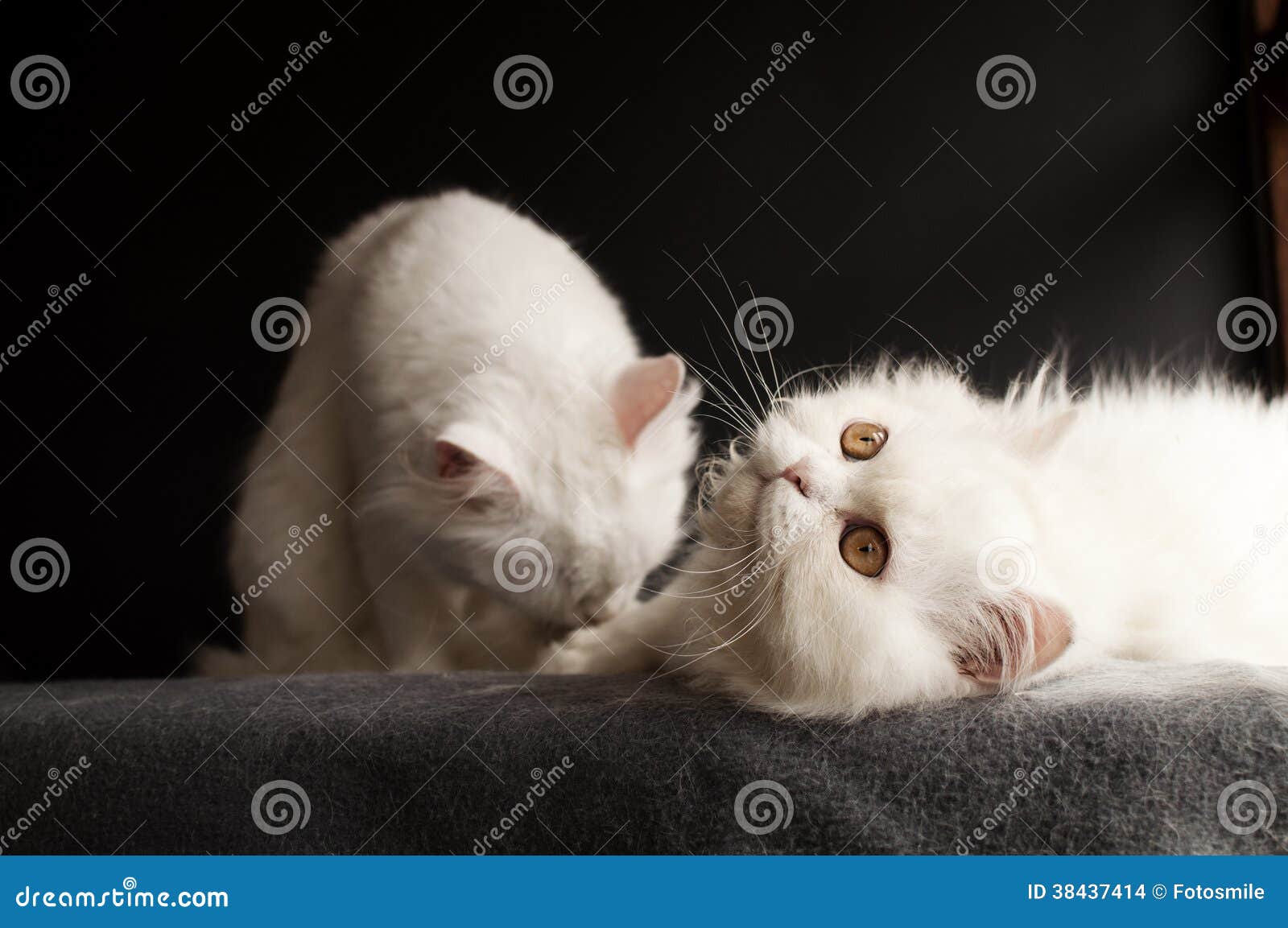 Two white cats stock photo. Image of animal, together - 38437414