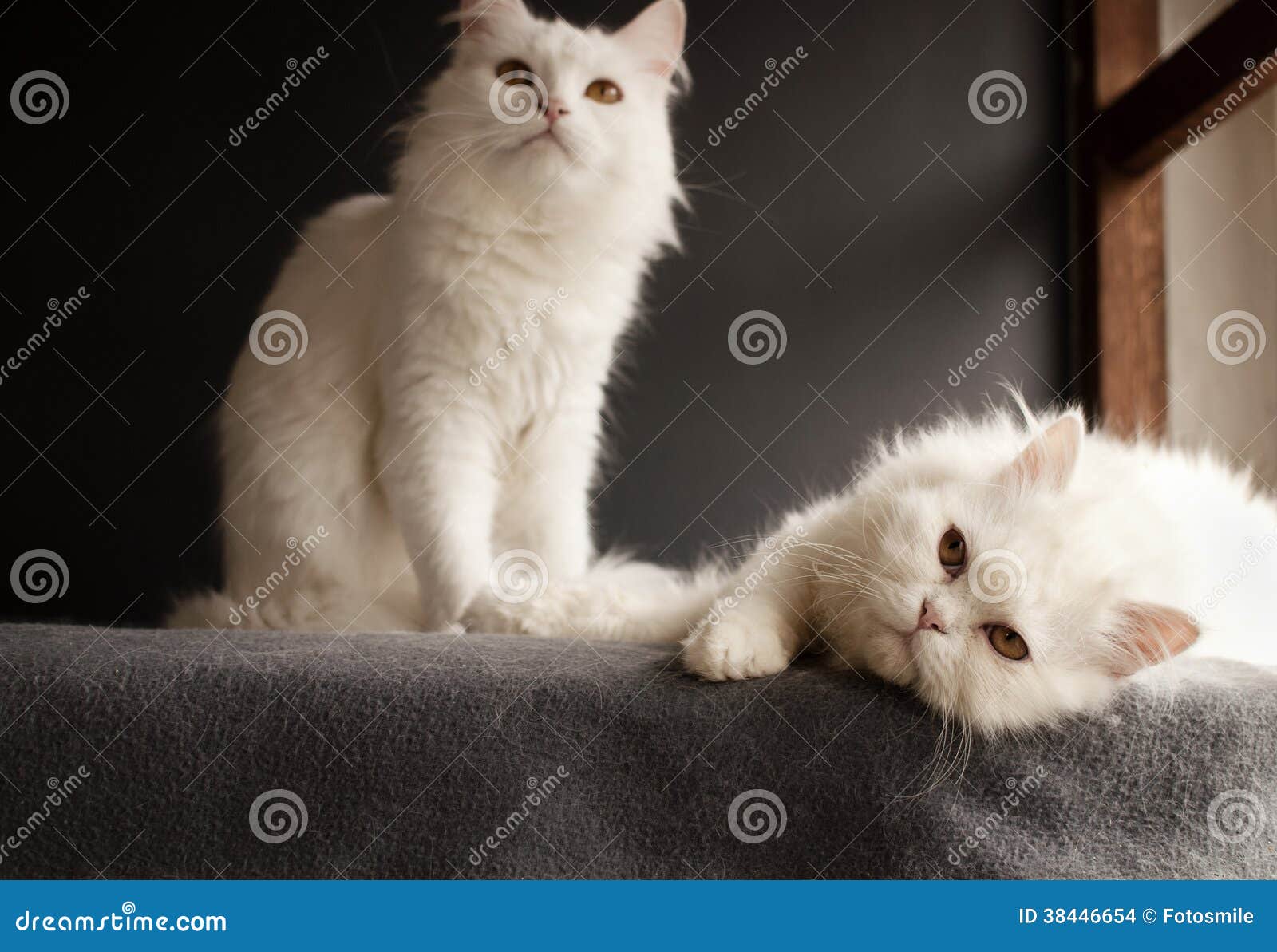 Two white cats stock photo. Image of adult, together - 38446654