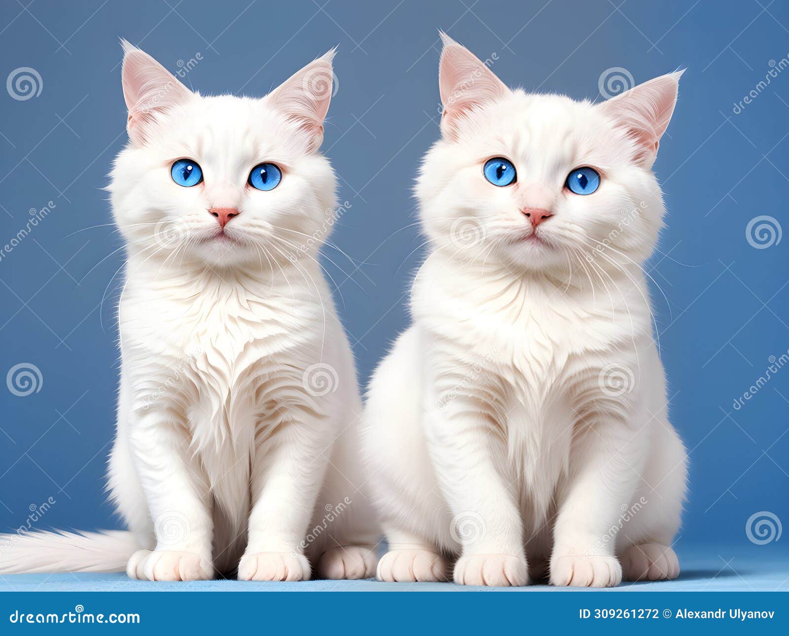 Two White Cats with Blue Eyes on a Blue Background. Stock Photo - Image ...