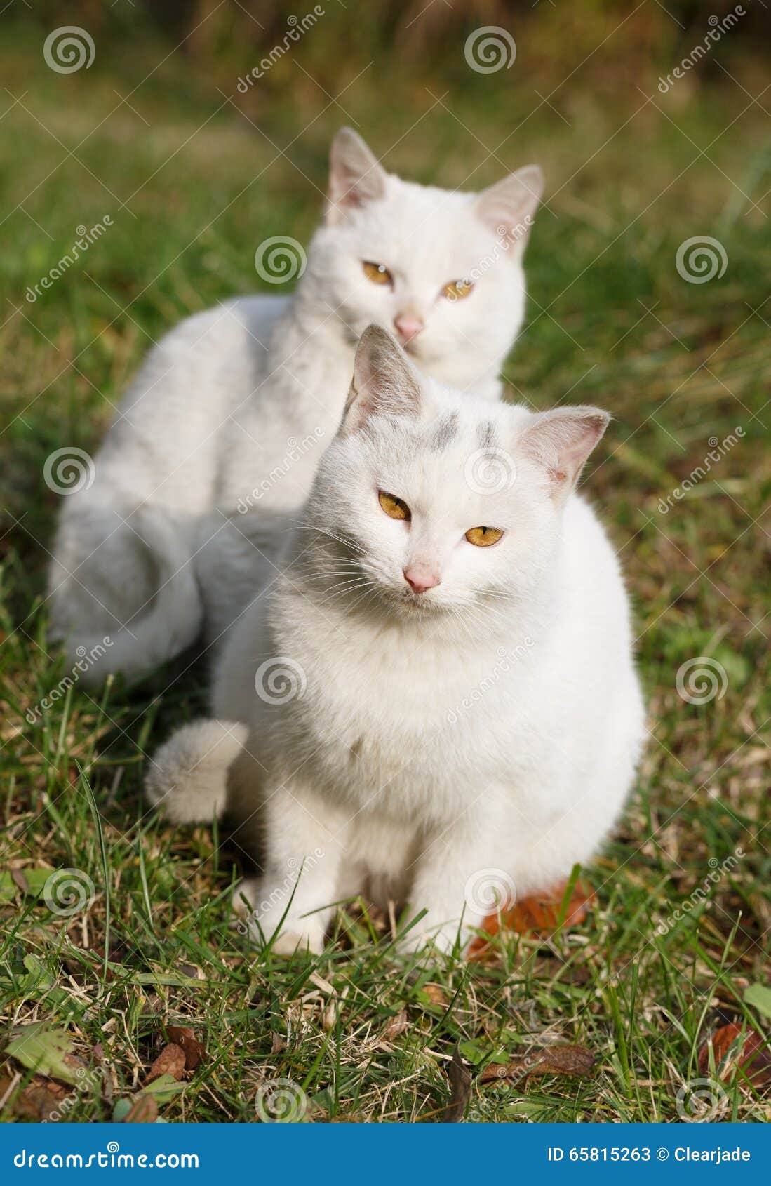 Two White Cats Stock Photos - Download 6,124 Royalty Free Photos