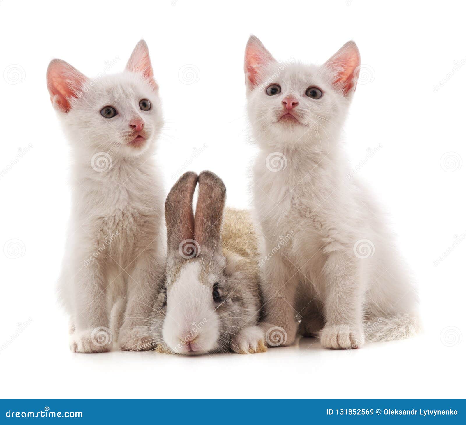 Two white cats and rabbit stock image. Image of male - 131852569