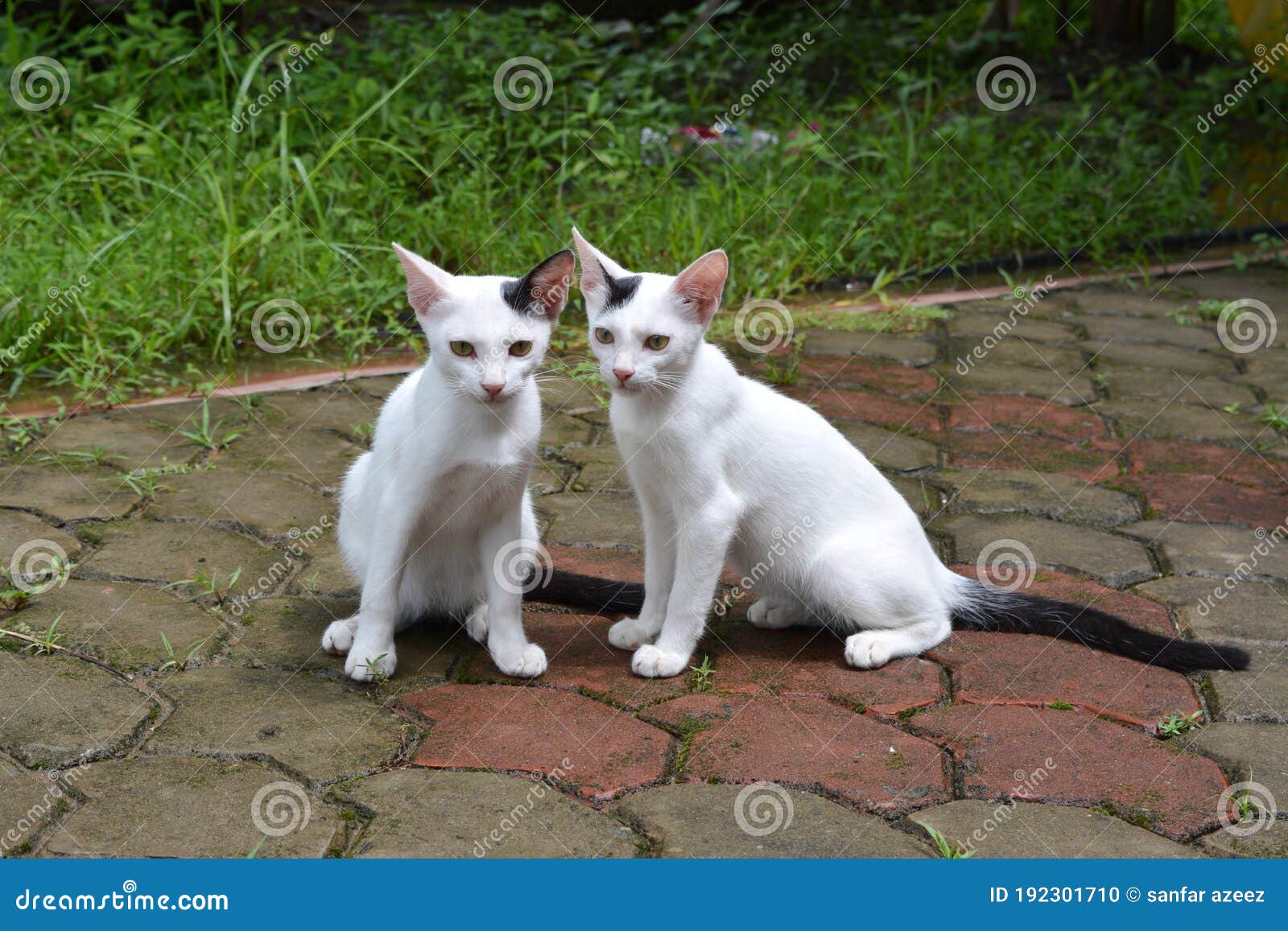 Two white cats sitting stock photo. Image of white, cats - 192301710