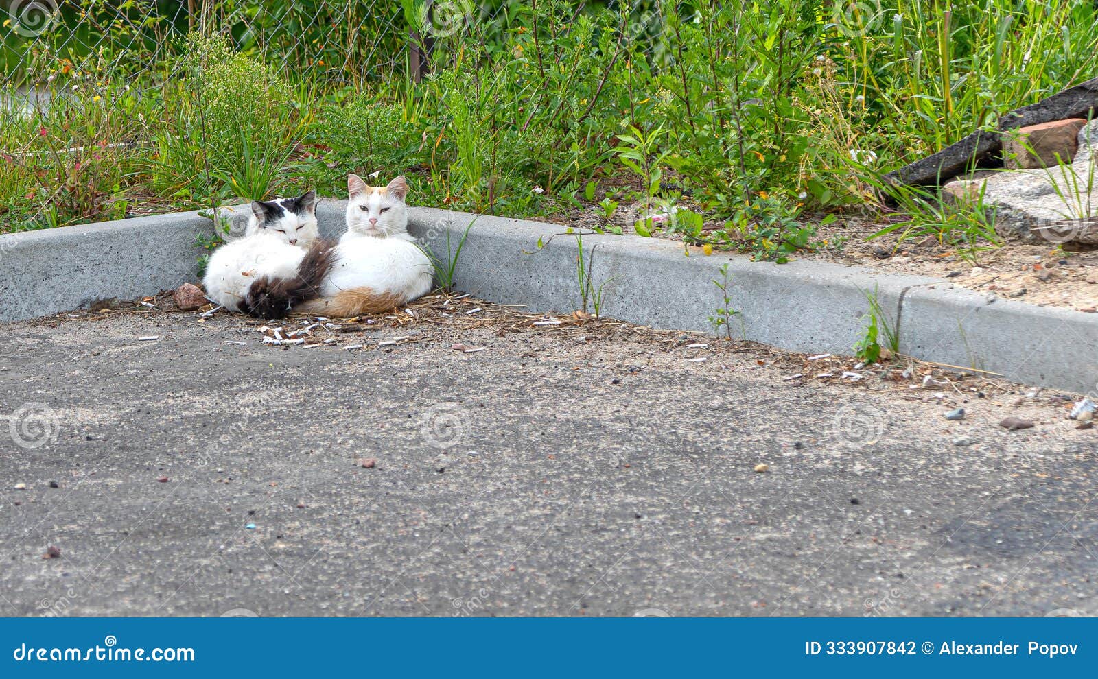 Two White Cats are Sleeping Outside Stock Photo - Image of domestic ...