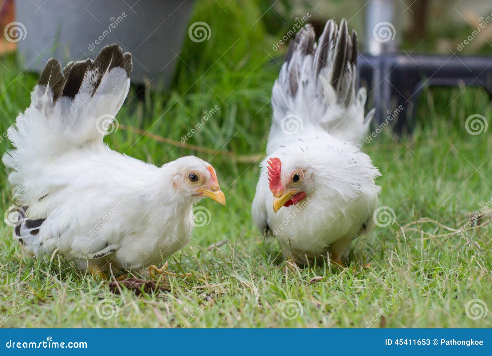 Two white chicken stock image. Image of farm, married - 45411653