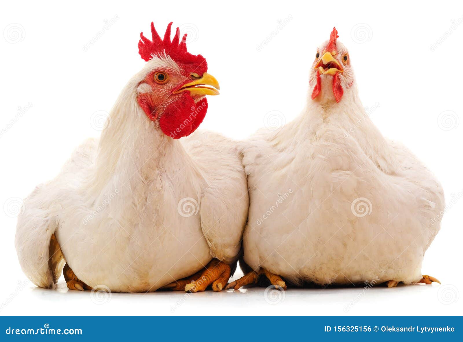 Two white chicken stock photo. Image of closeup, animals - 156325156