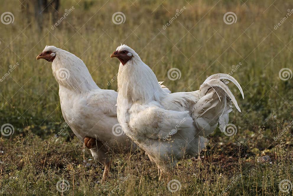 Two white Chicken in Pose stock photo. Image of white - 13176830
