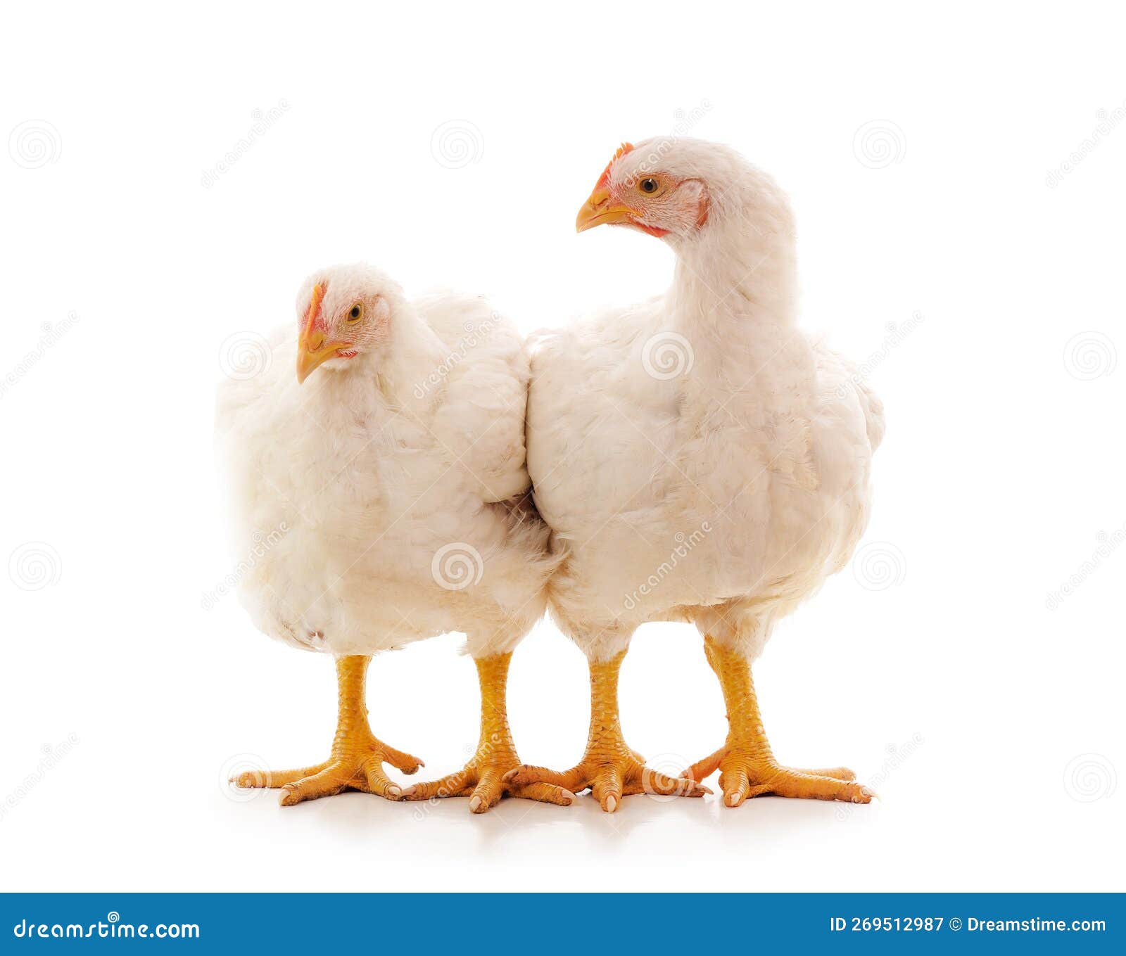 Two white chickens stock image. Image of farm, holiday - 269512987