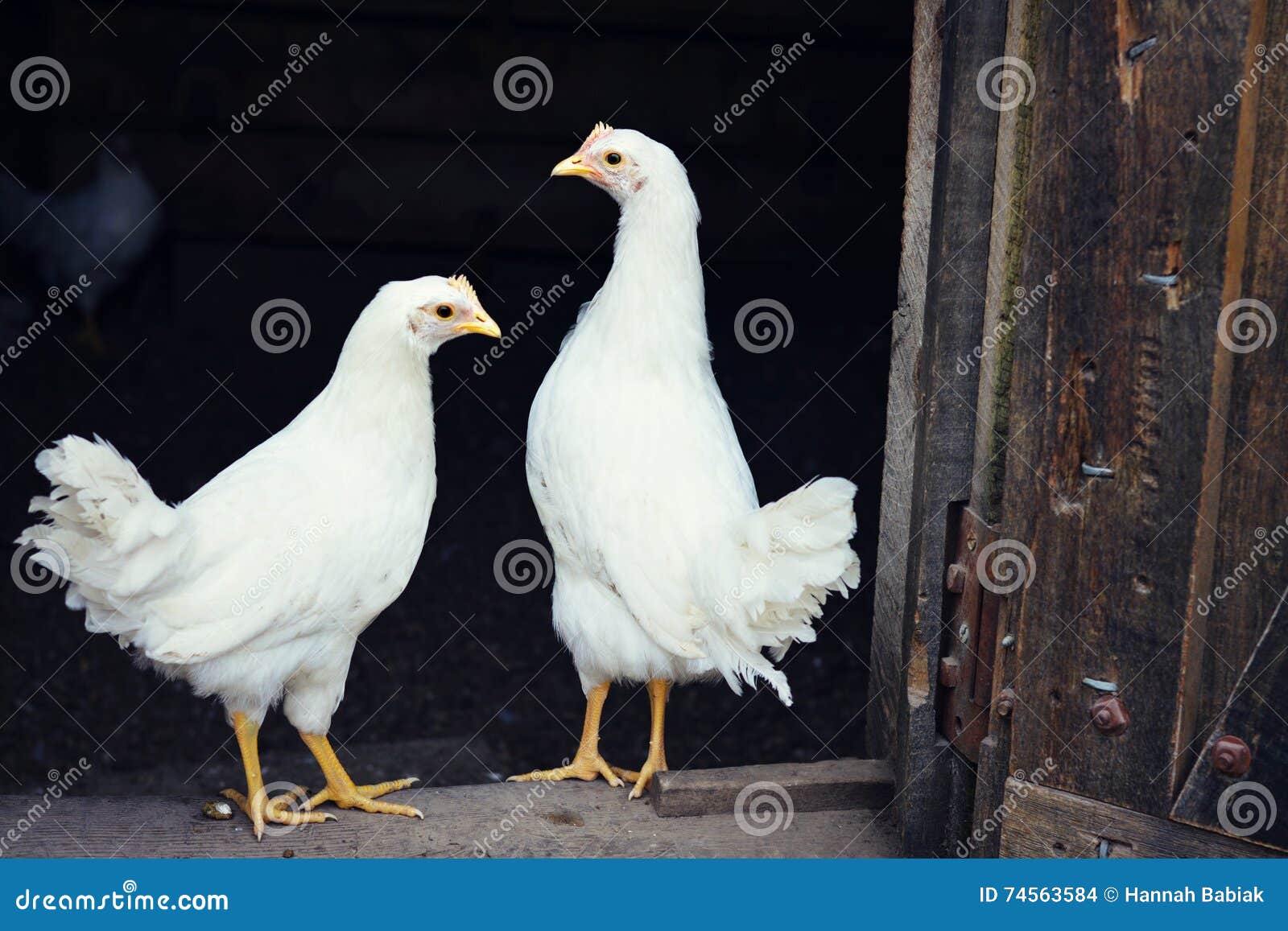 Two White Chickens stock photo. Image of agriculture - 74563584