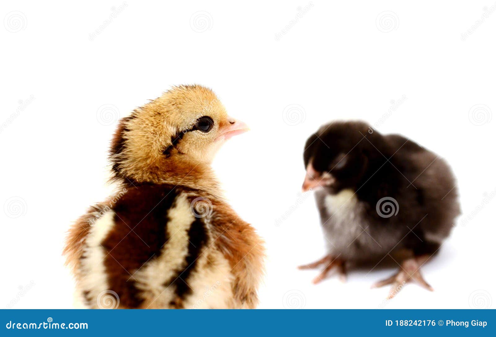 Two white chicks. stock photo. Image of white, chicken - 188242176