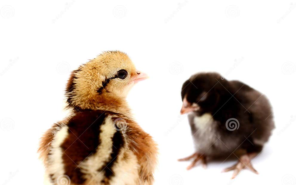 Two white chicks. stock photo. Image of white, chicken - 188242176