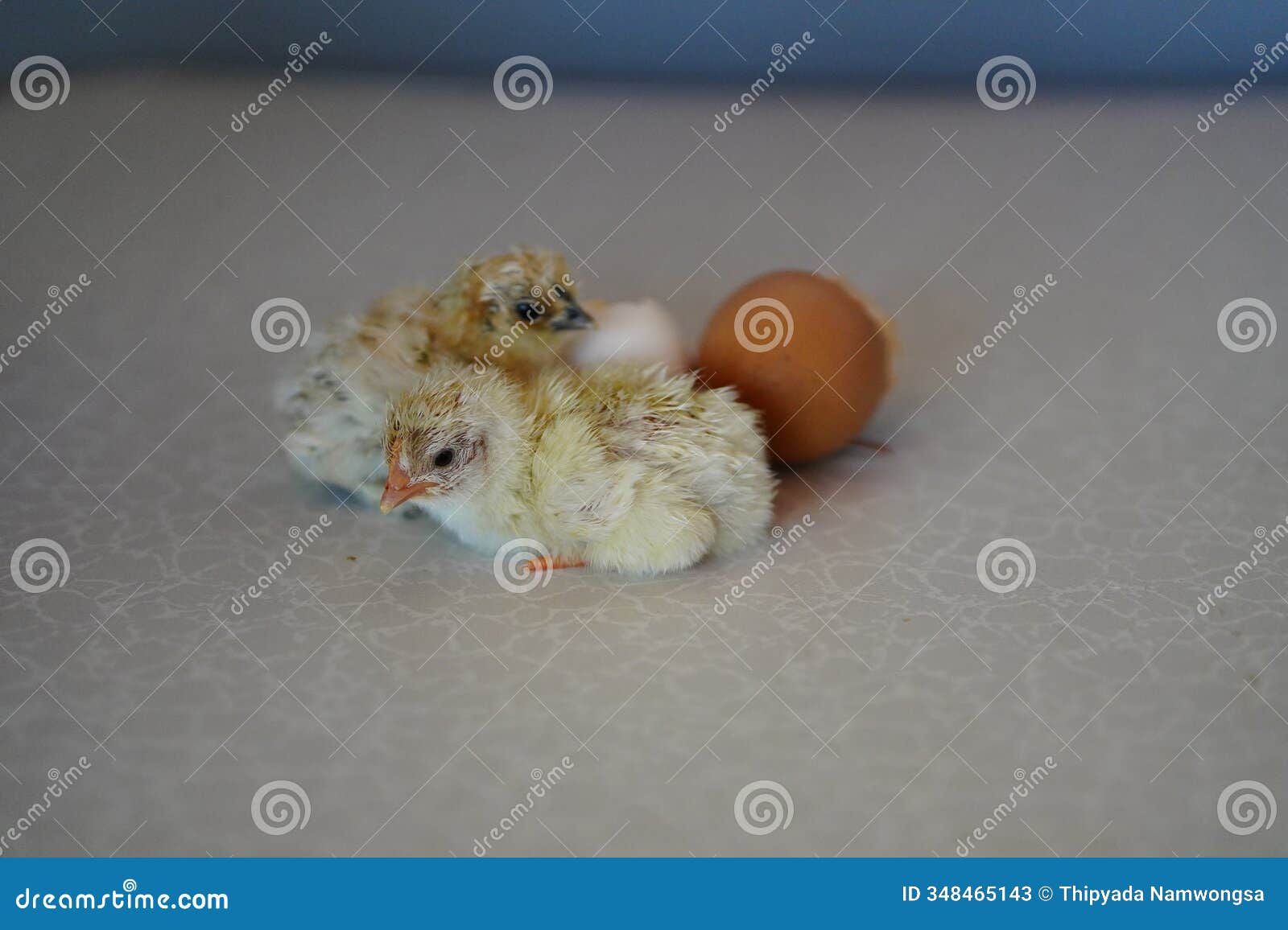Two White Chicks are Hatching from Their Eggs, with Their Eggshells ...