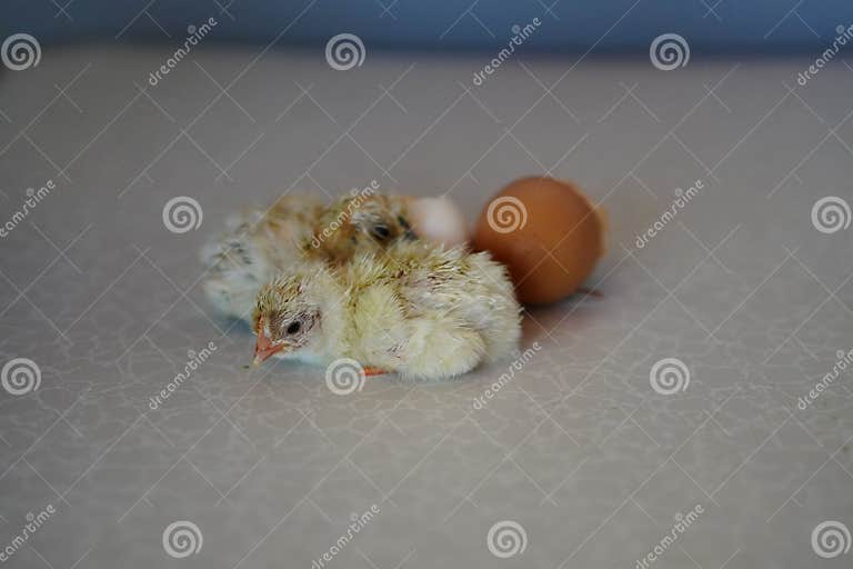 Two White Chicks are Hatching from Their Eggs, with Their Eggshells ...