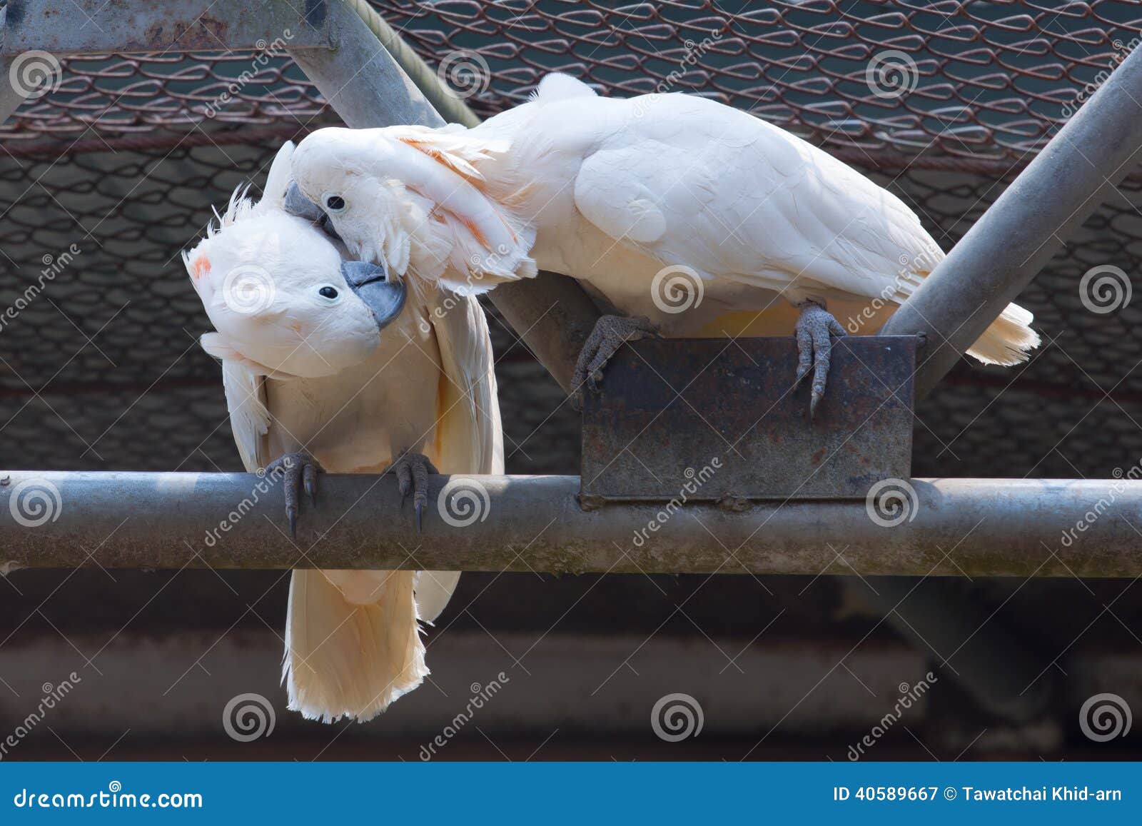 Two White Cockatoos Kiss Together Stock Image - Image of bird, together ...