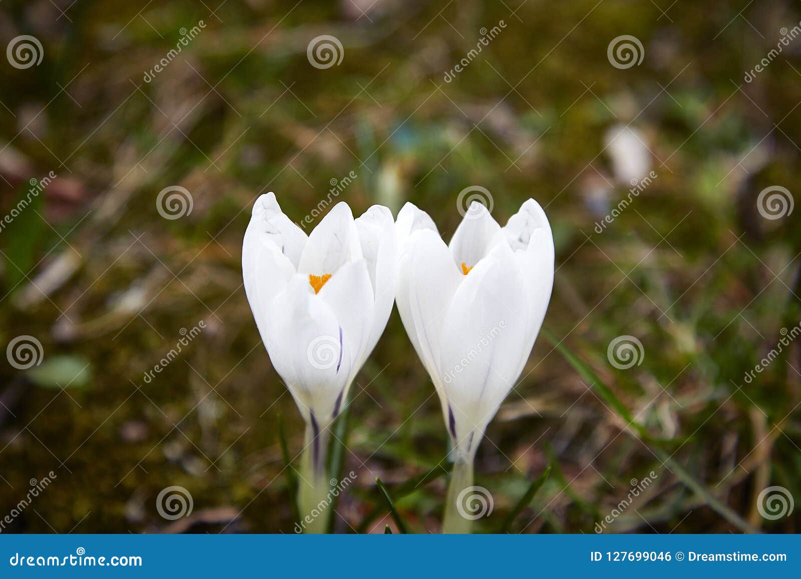 Two White Crocus Macro Structure Stock Photo - Image of crocus, nature ...