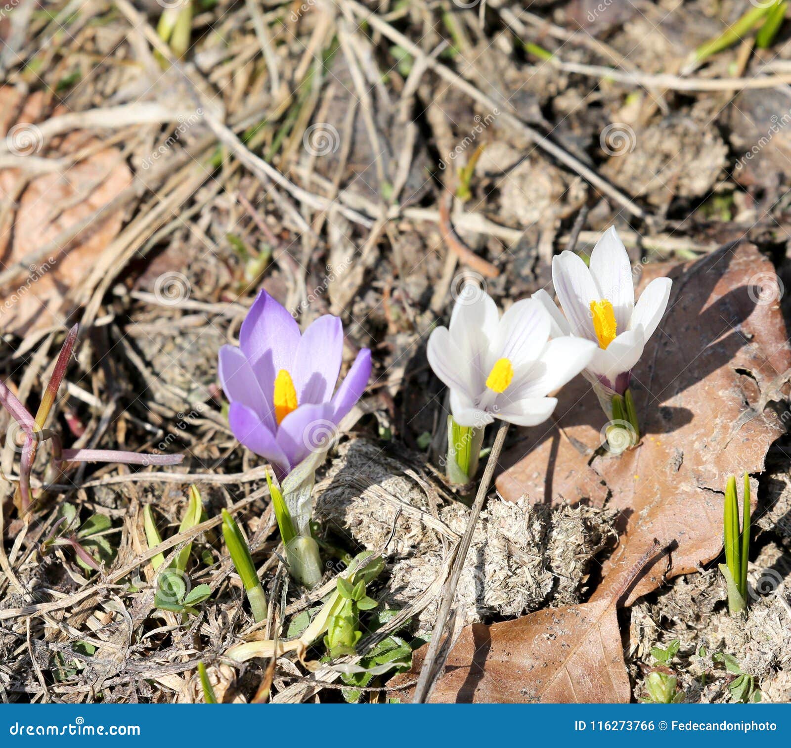 Two White Crocus and One Purple Stock Photo - Image of flower, tundra ...