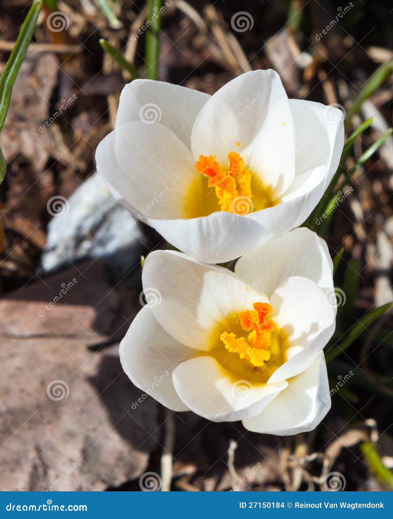 Two white crocuses stock photo. Image of garden, crocus - 27150184