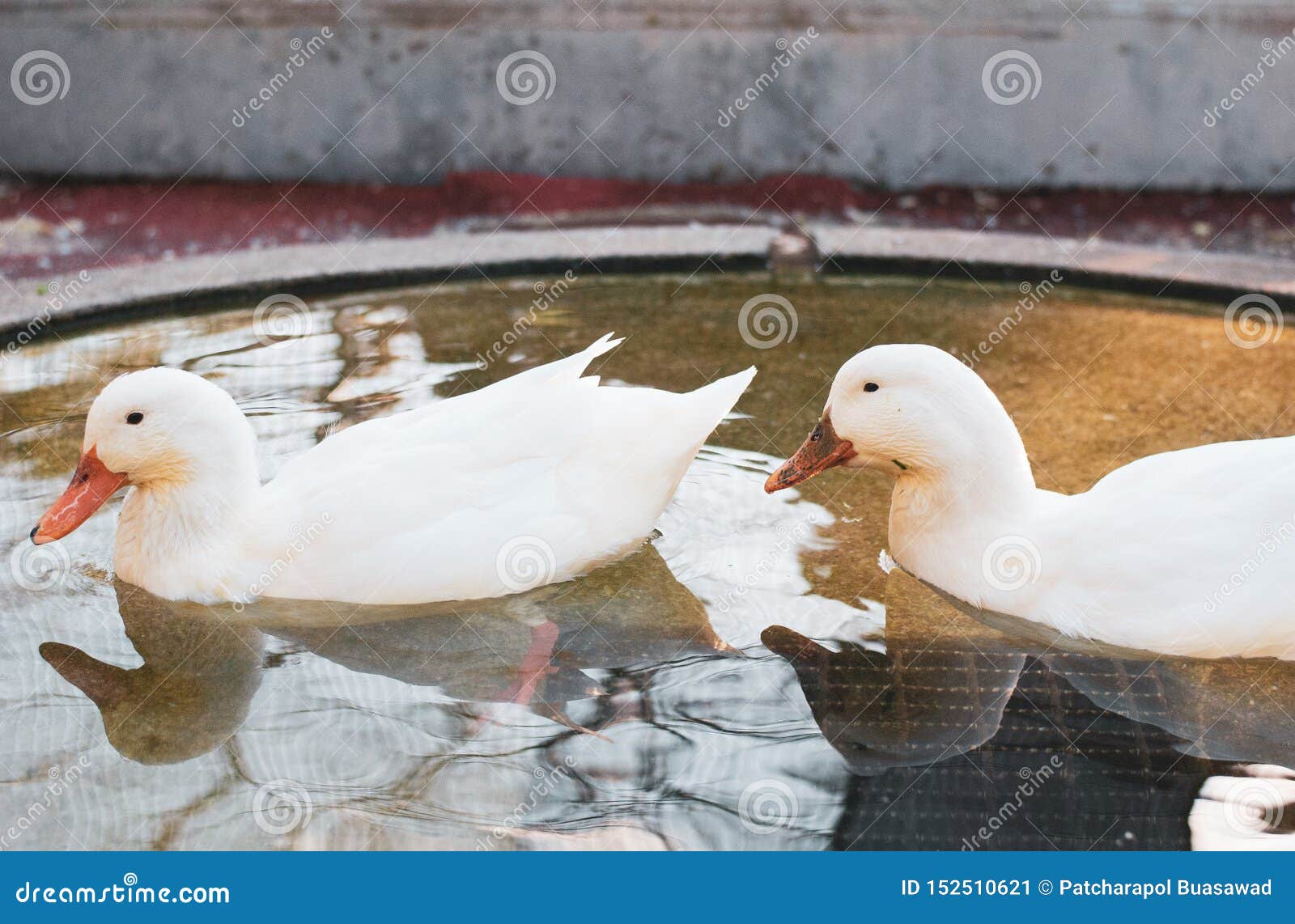 Ducks In Swimming Pool 1