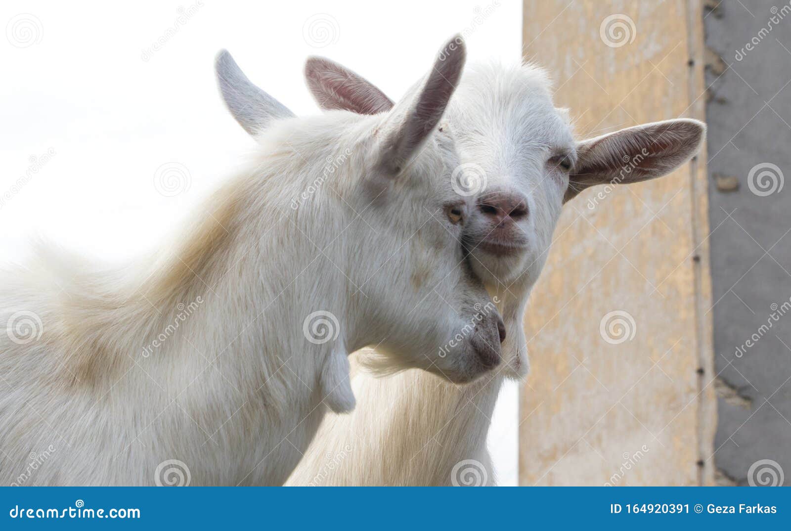 Two white cute funny goats stock image. Image of head - 164920391