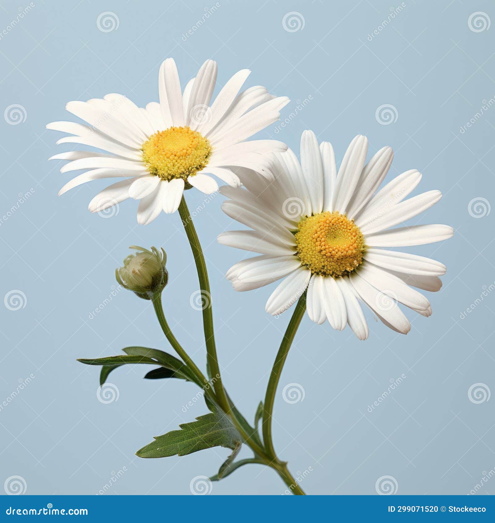 Beautiful Daisy Flower Stems on Blue Background - Inspired by Patty ...