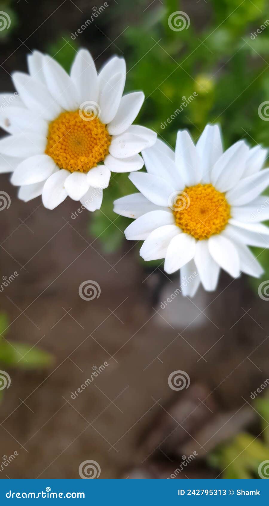 Two White Daisy Flower in the Garden. Stock Image - Image of wildflower ...