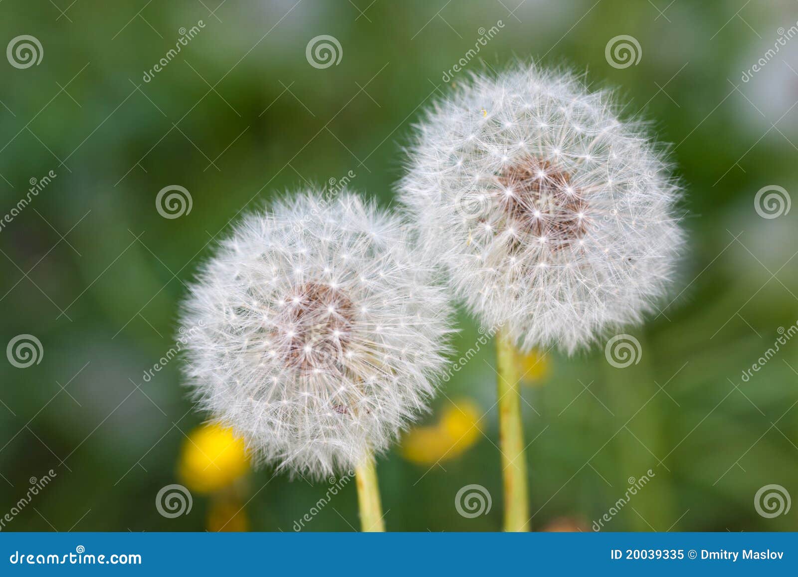 Two white dandelions stock image. Image of dandelions - 20039335