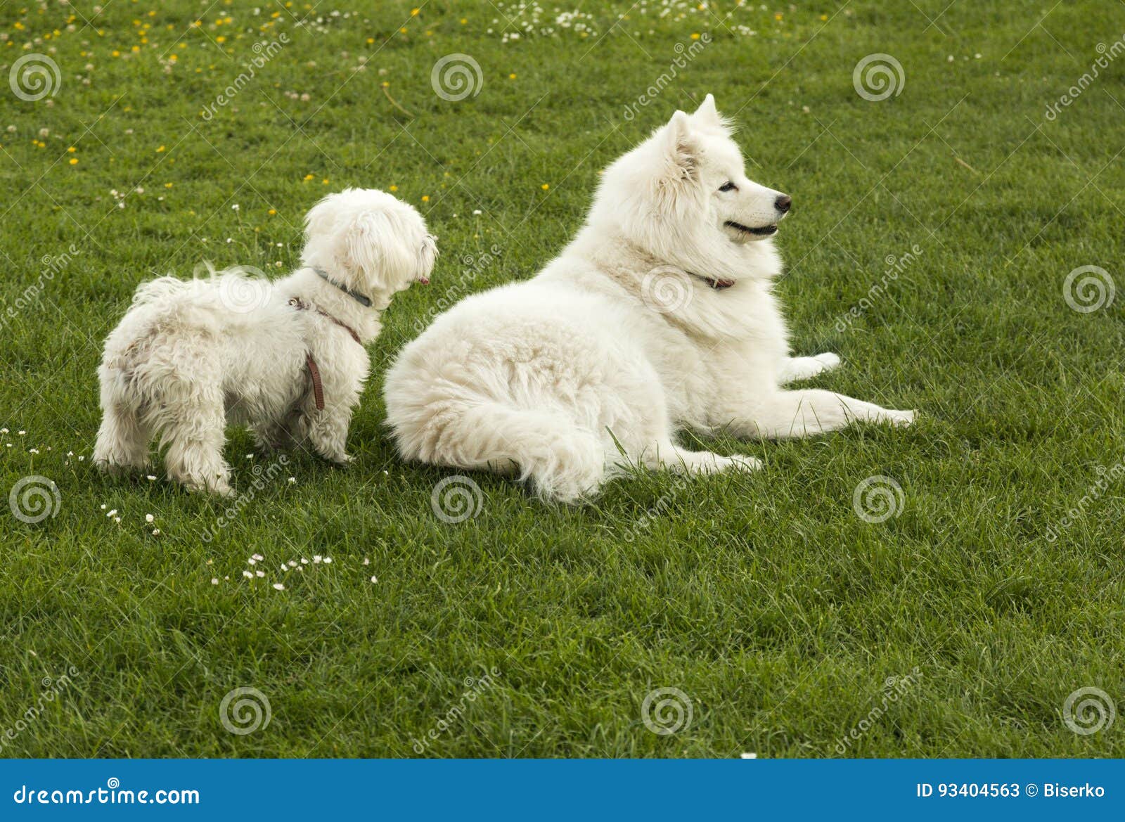 Two white dogs stock image. Image of horizontal, domestic - 93404563