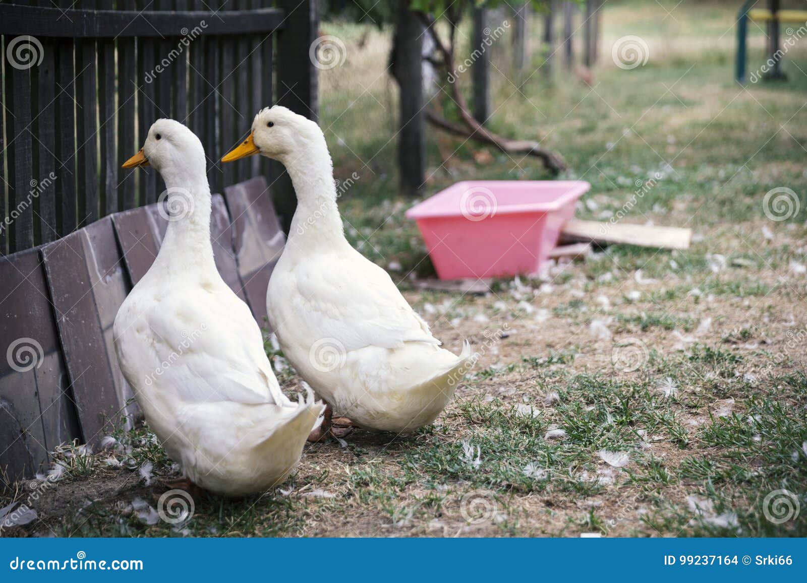 Domestic Ducks Graze On The Roadside Grass Stock Photo | CartoonDealer ...