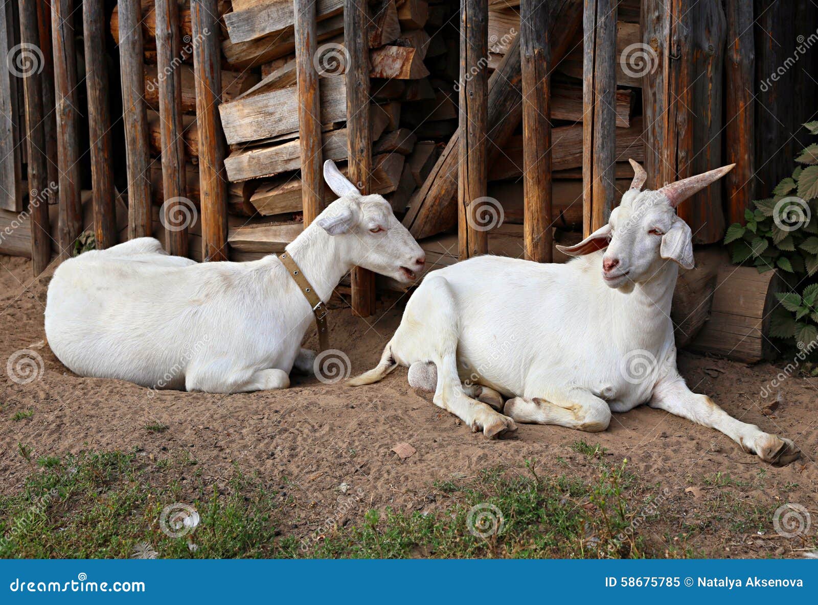 Two White Domestic Goats. Shooting Outdoors Stock Image - Image of ...