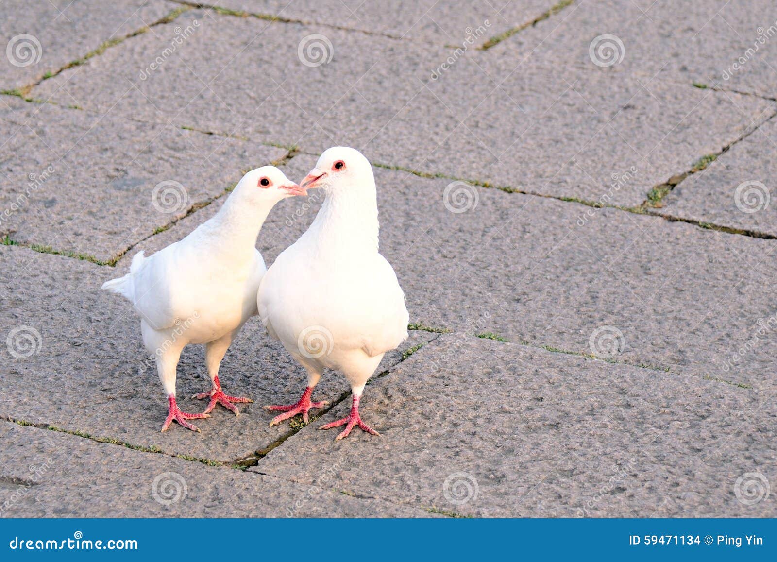 Two White Doves,chasing and Kissing Stock Photo - Image of kissing ...