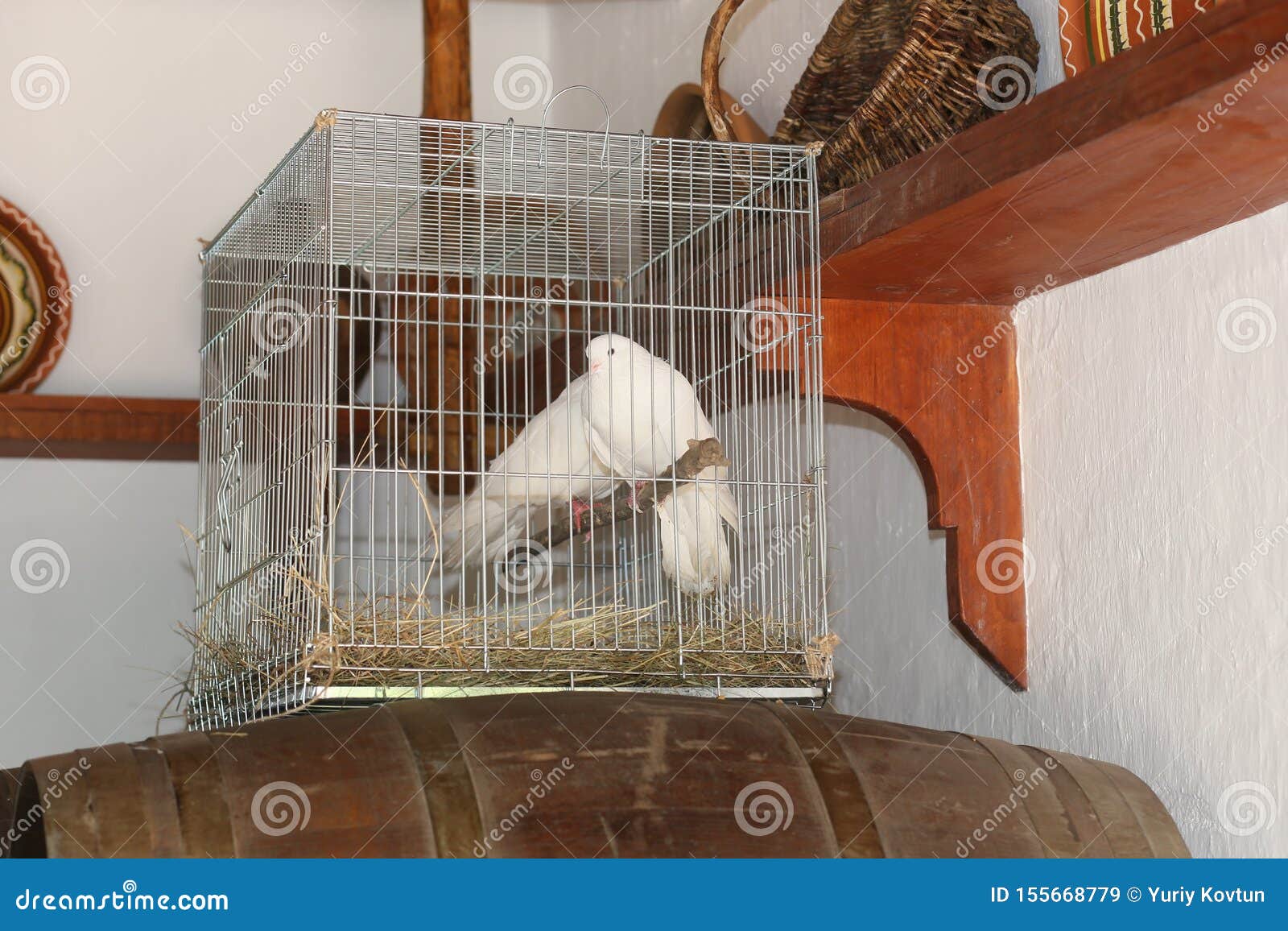 Two White Doves Closed Cage Inside House Stock Image - Image of love ...