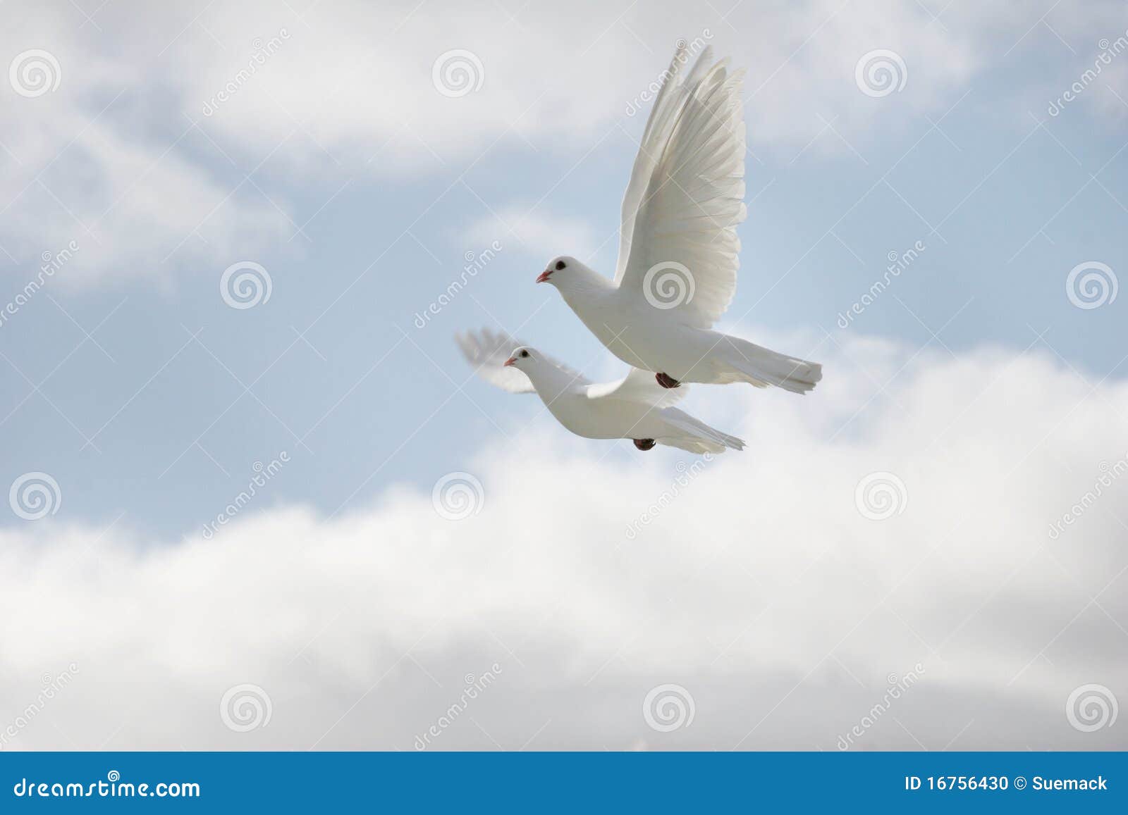 Two White Doves Photography