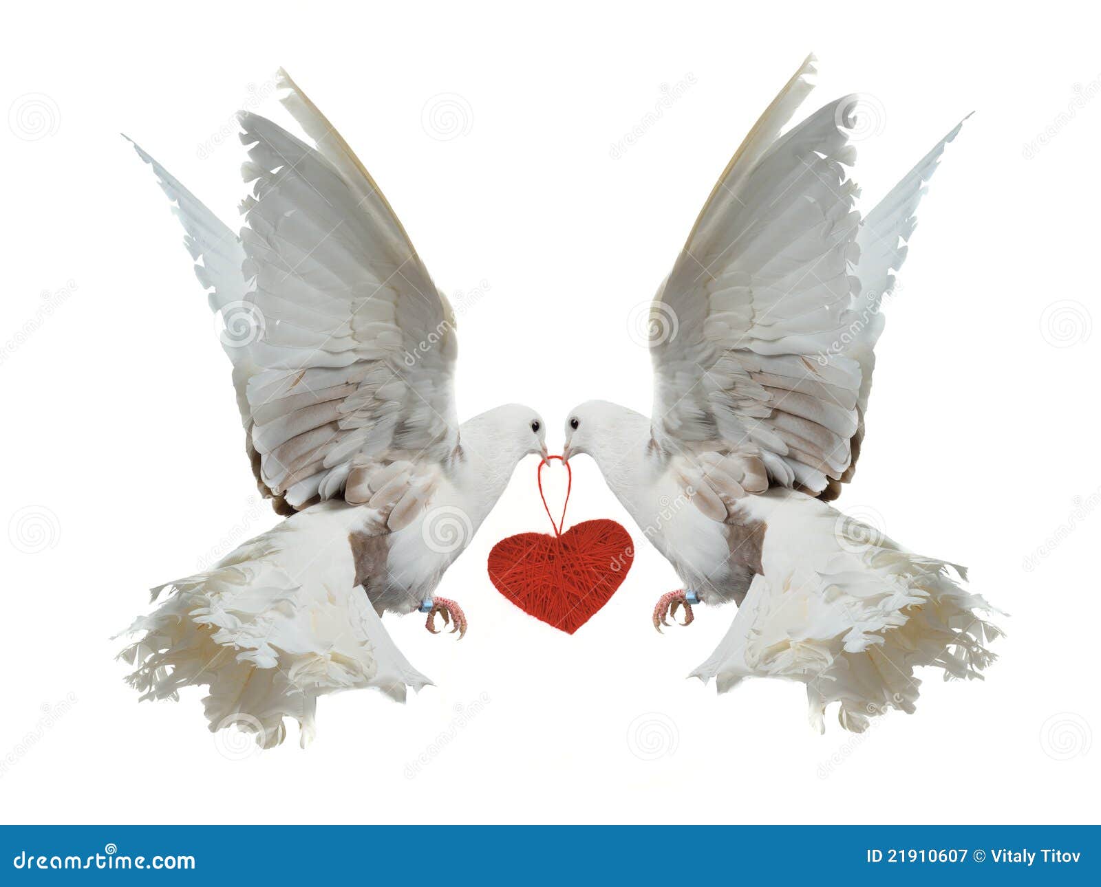 Two White Doves Holding Red Heart with Their Beaks Stock Image - Image ...